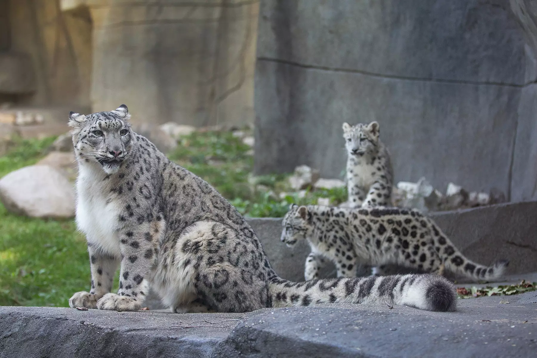 Sarani, o femelă leopard de zăpadă, își explorează habitatul cu puii ei de 4 luni în timp ce aceștia își făceau debutul public la grădina zoologică Brookfield