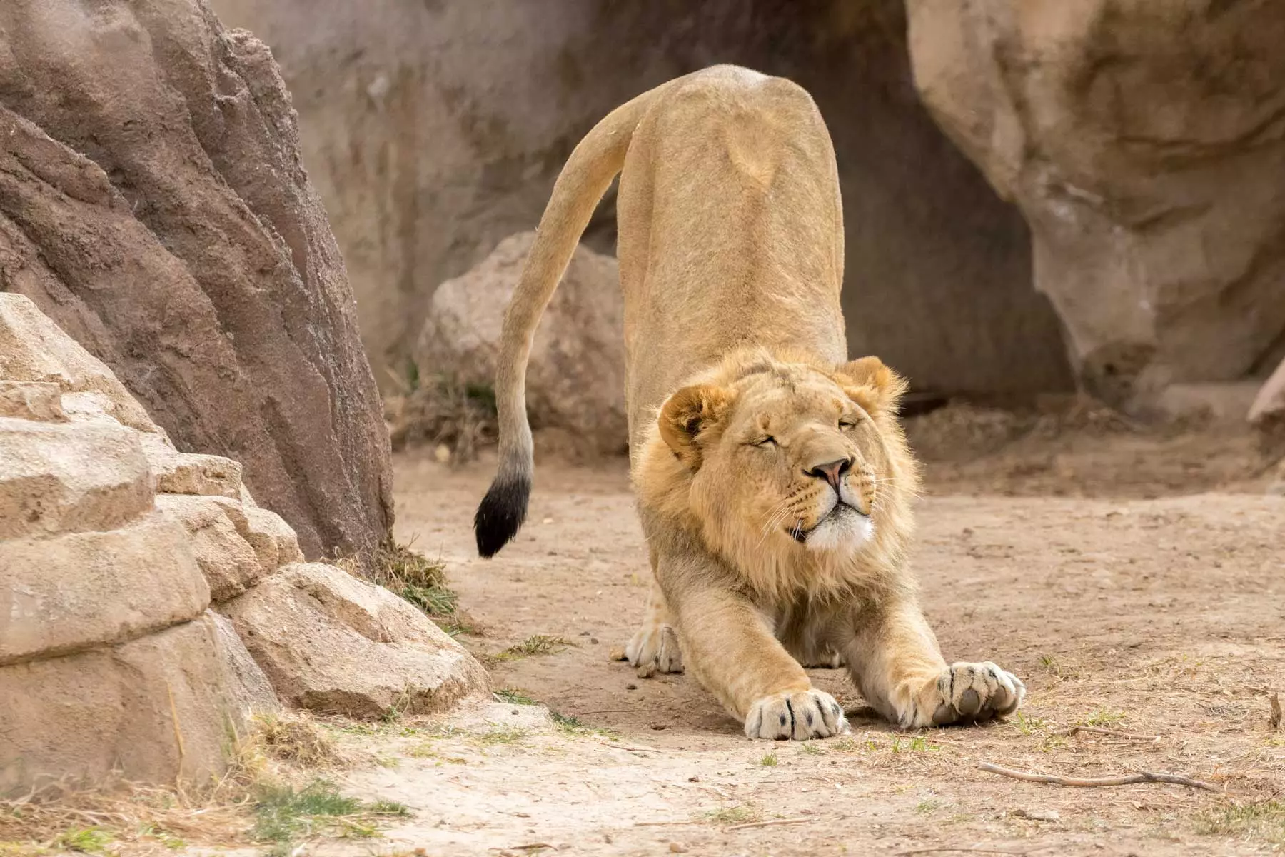 Lev sa naťahuje po prebudení zo spánku v Denverskej zoo