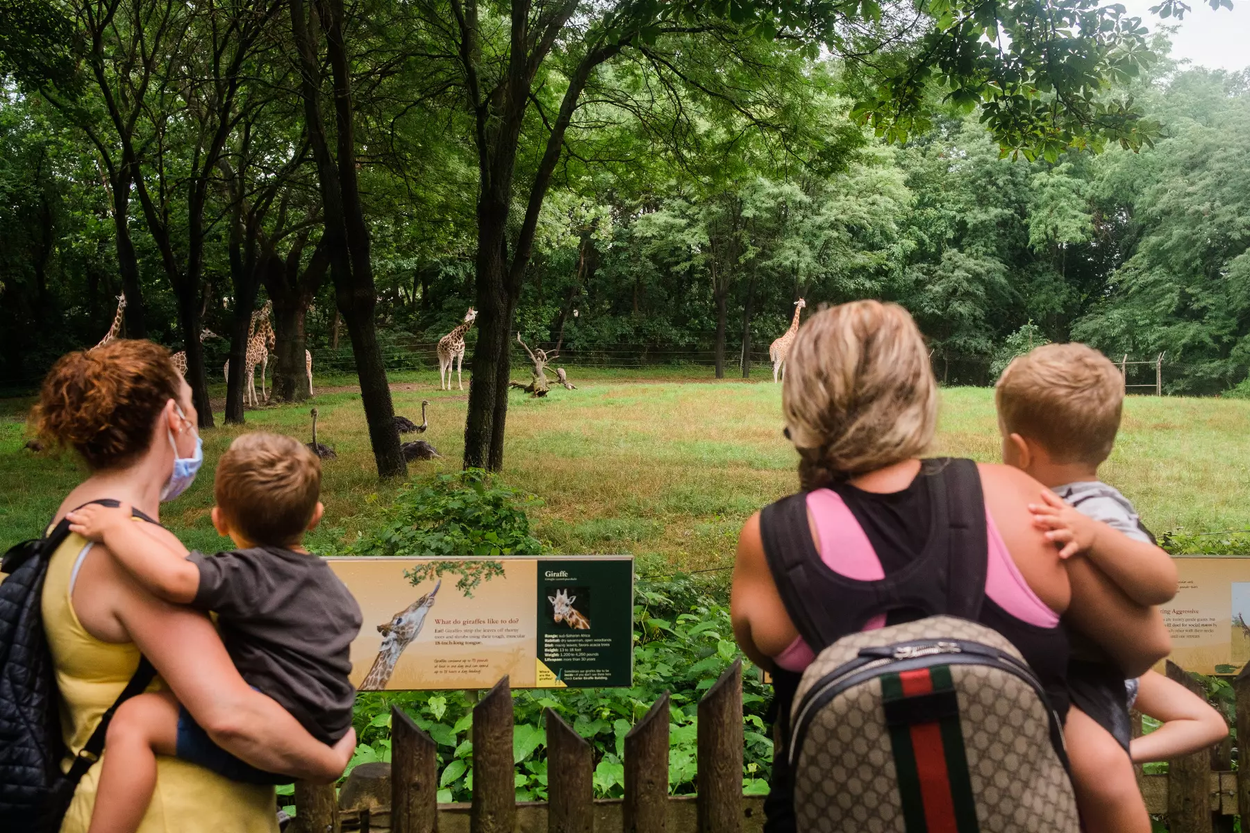 Besoekers bekyk kameelperde by die Bronx-dieretuin