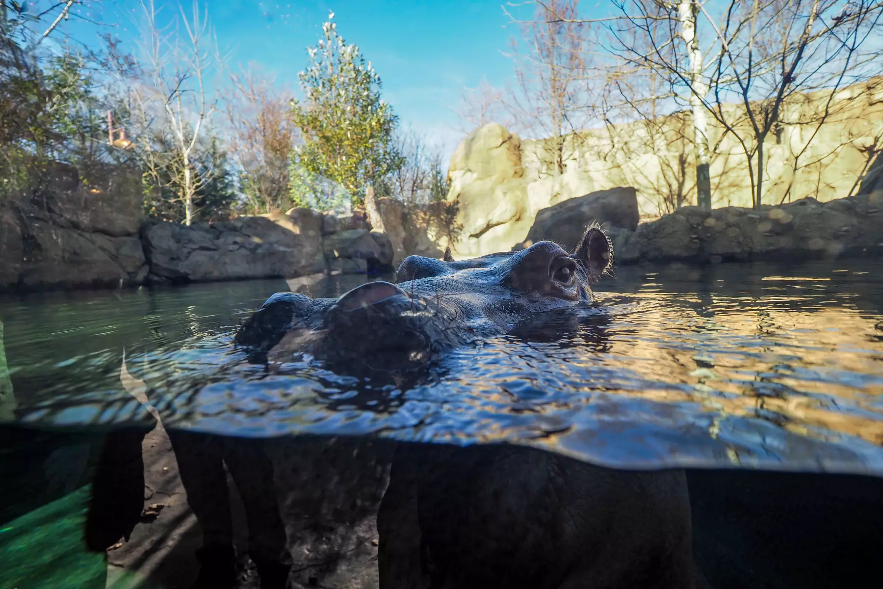 Fiona hipopotam jest widziany w zoo i ogrodach botanicznych w Cincinnati