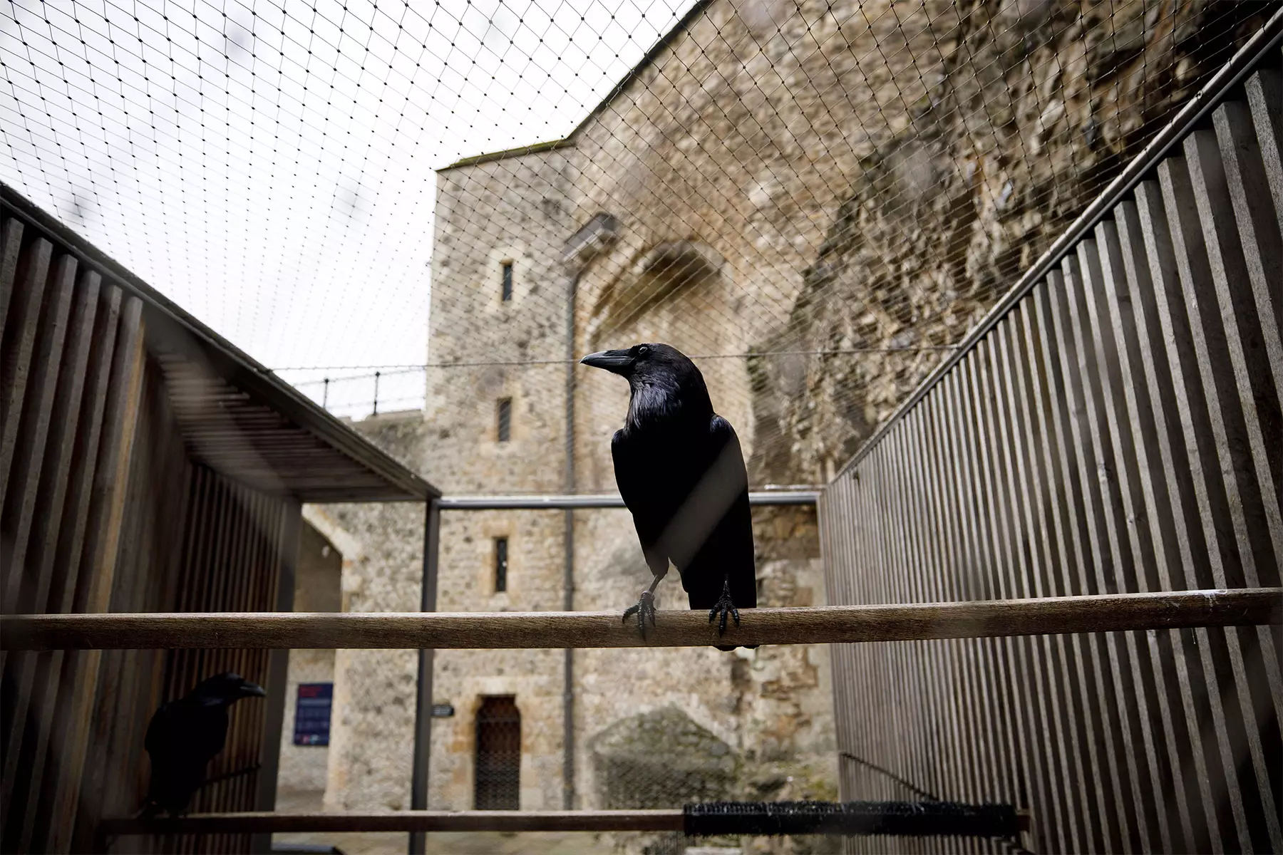 Raven kwenye Mnara wa London