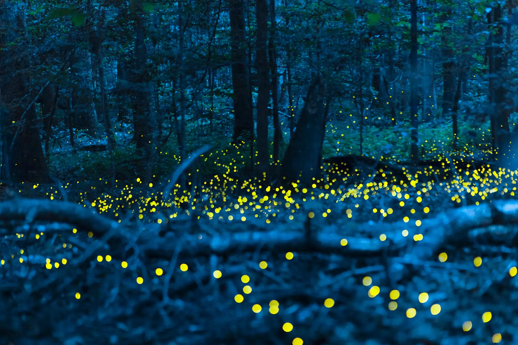 I-Synchronized Fireflies ekhazimla ebumnyameni kwi-Congaree National Park