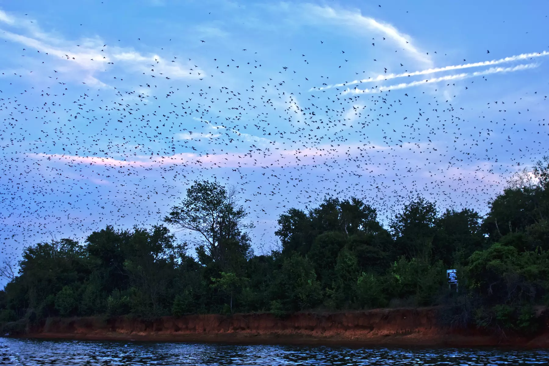 Ljubičasti Martins na zalasku sunca u glavnom gradu Lake Murray Country