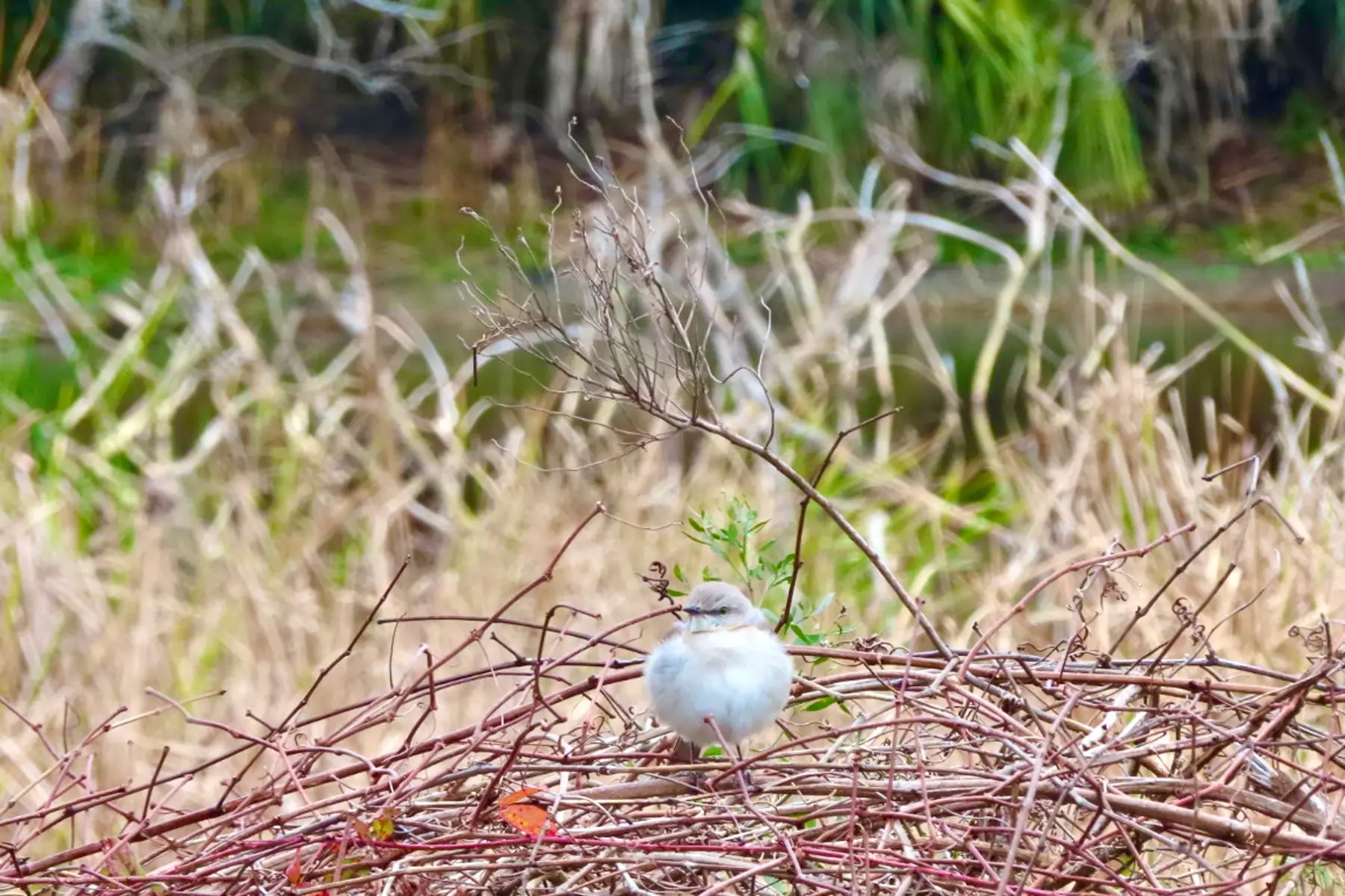 Mockingbird ku kirwa cya Pinckney Island National Wildlife Refuge