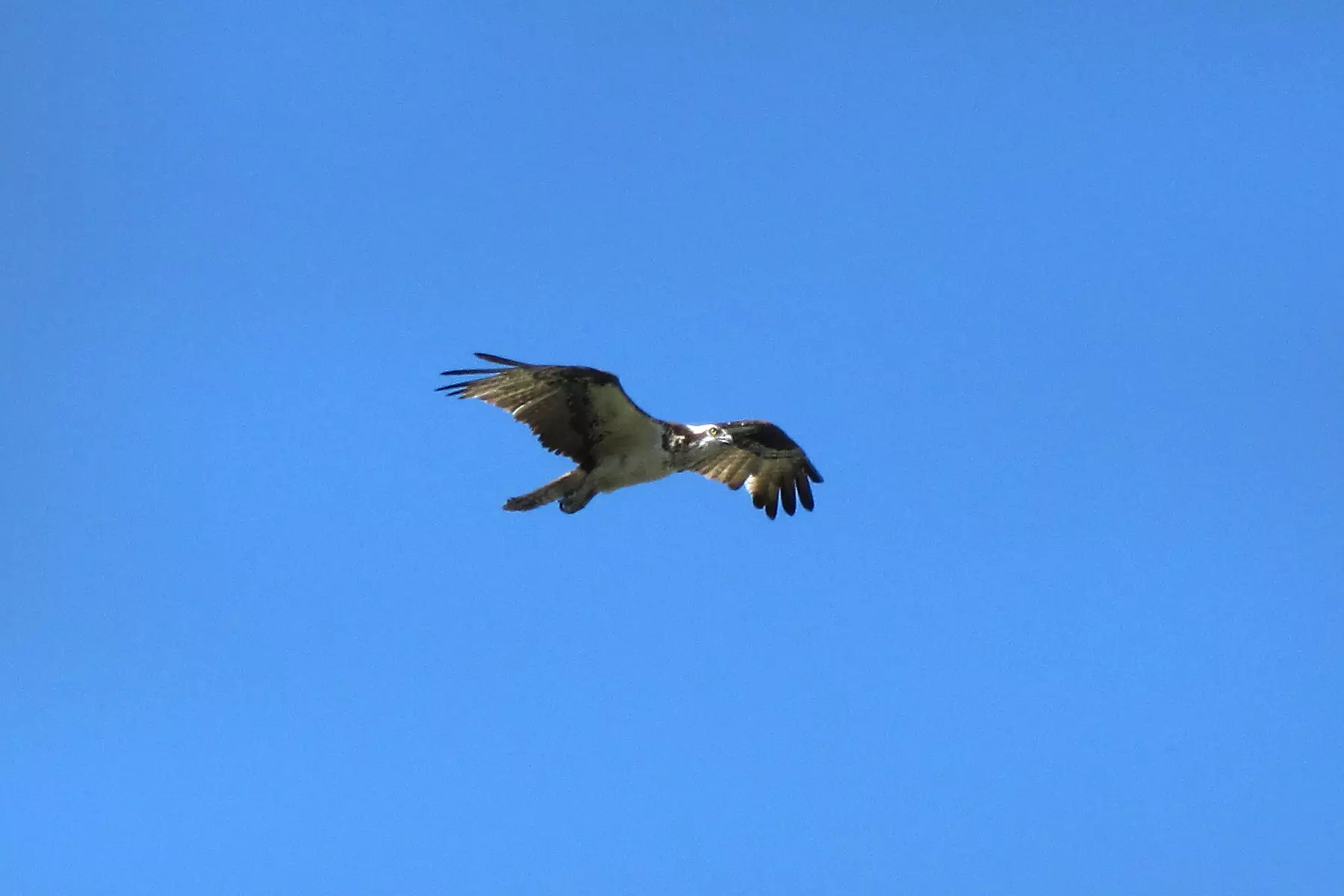 Hawkwatch u državnom parku Caesars Head.