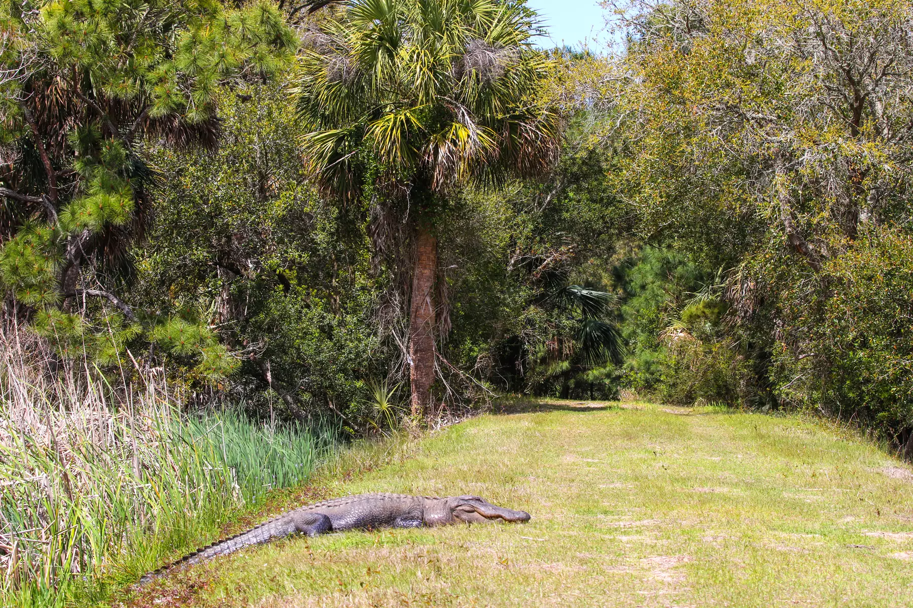 Mbalame zakuthengo zakutchire zaku America ku banki, Cape Romain National Wildlife Refuge, Bulls Island, SC.