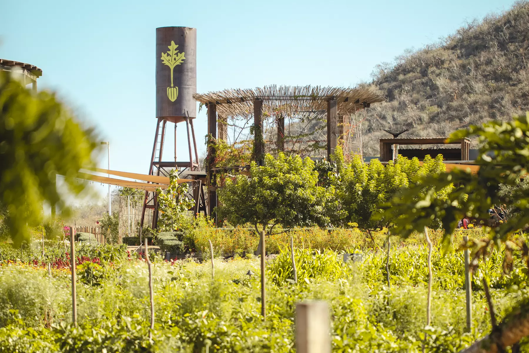 Jazamango veitingabýlið Todos Santos Mexíkó