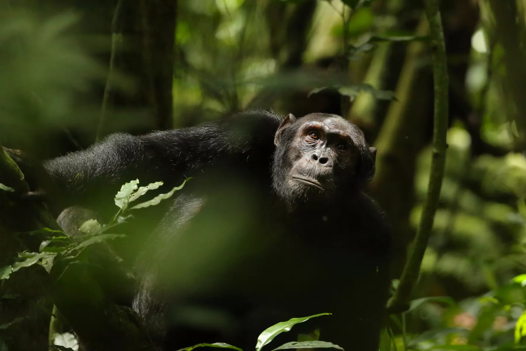 Sokwe akitazama juu ya mti - Msitu wa Kibale, Uganda