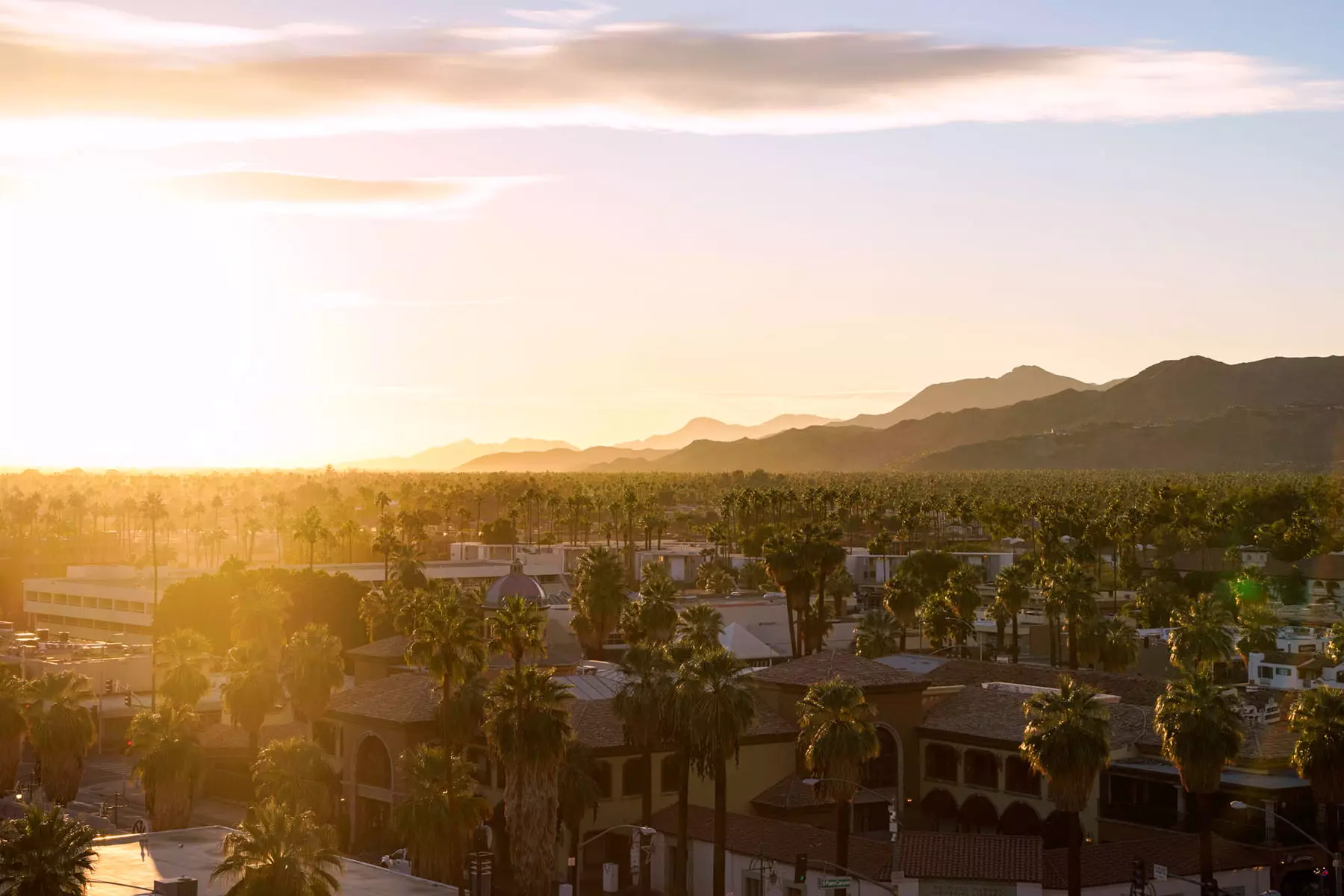 A luz do nascer do sol é dourada em suas batidas nas palmeiras de Palm Springs, Califórnia