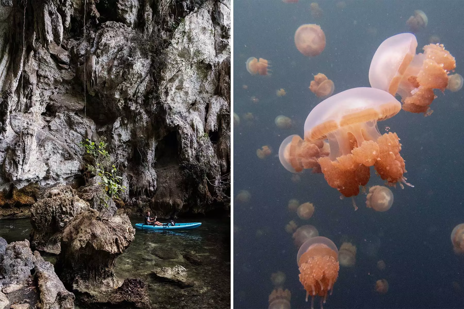 Izigcawu ezisuka e-Indonesia, okuhlanganisa ne-kayaker endaweni enamatshe e-Raja Ampat, kanye nokubuka eduze kwe-jellyfish engena-stingless