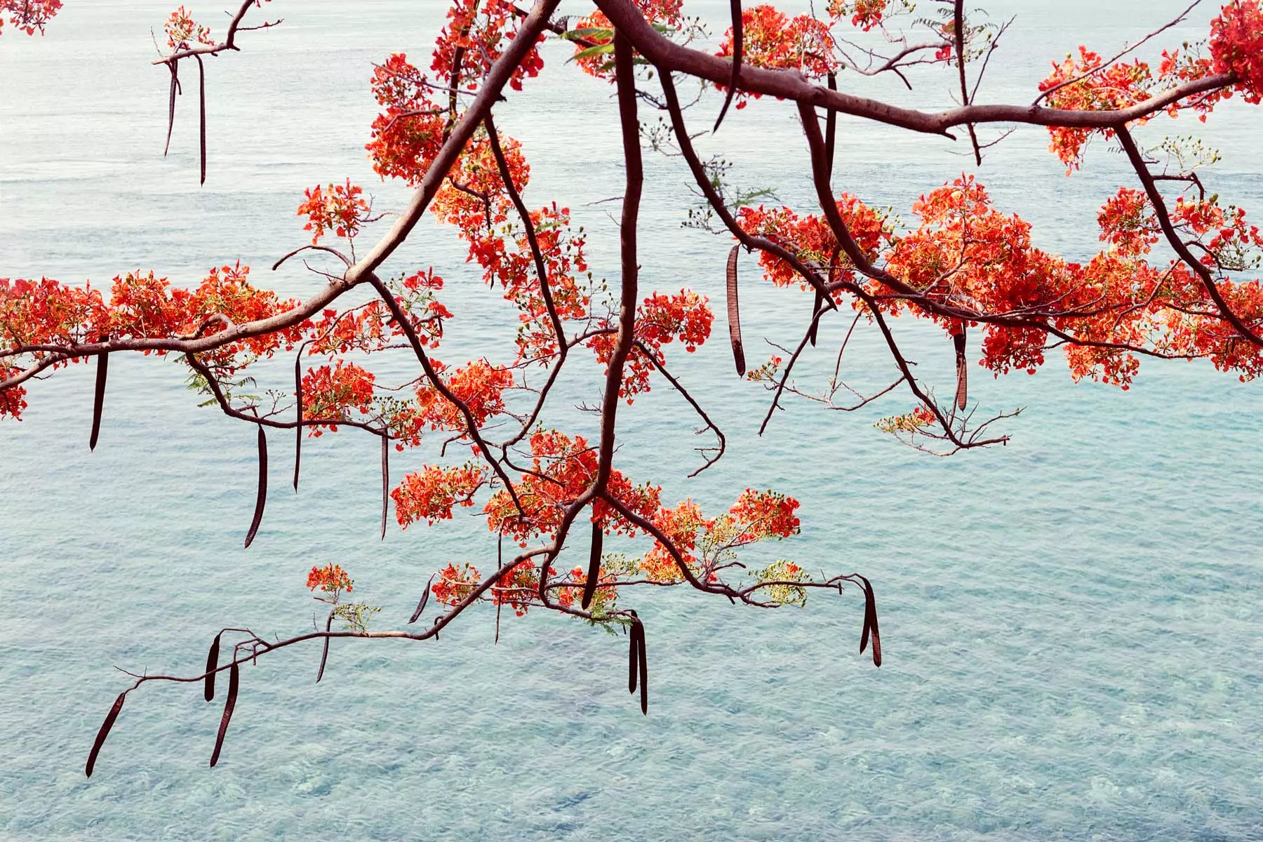 Isang puno na may pula at orange na mga bulaklak na nakasabit sa tubig ng Alor Island, Indonesia.