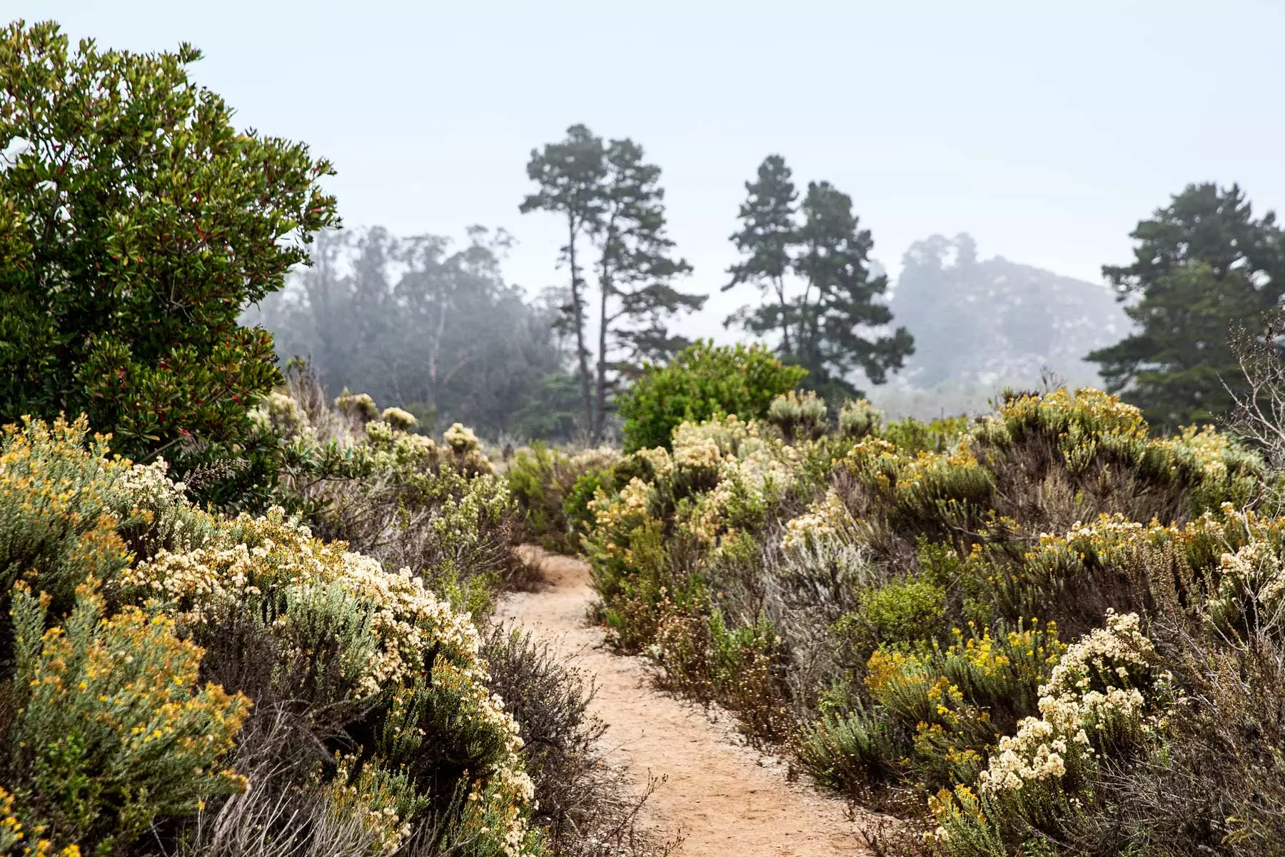 The Black Hill Trail في Morro Bay State Park ، كاليفورنيا