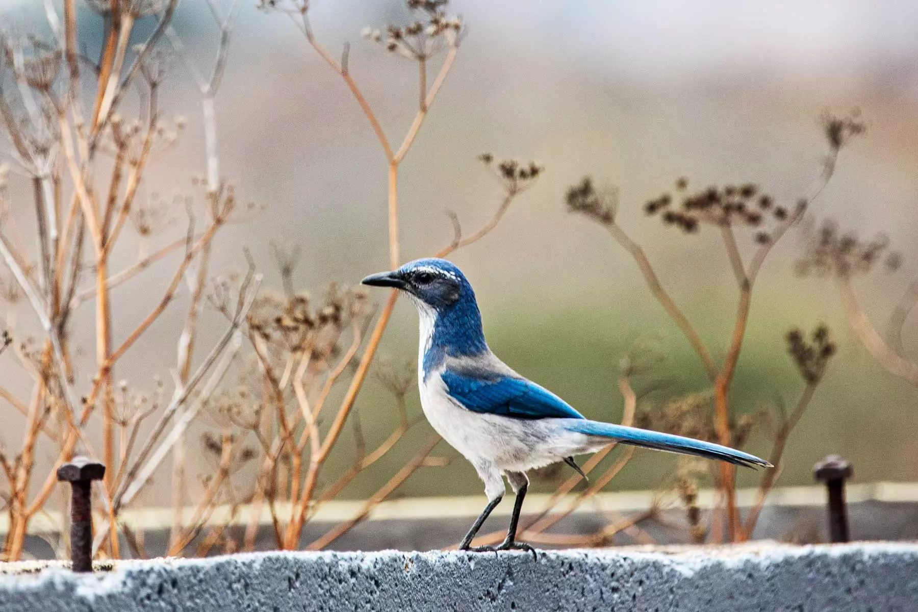 A Western scrub jay ku Laguna Lake, ku California