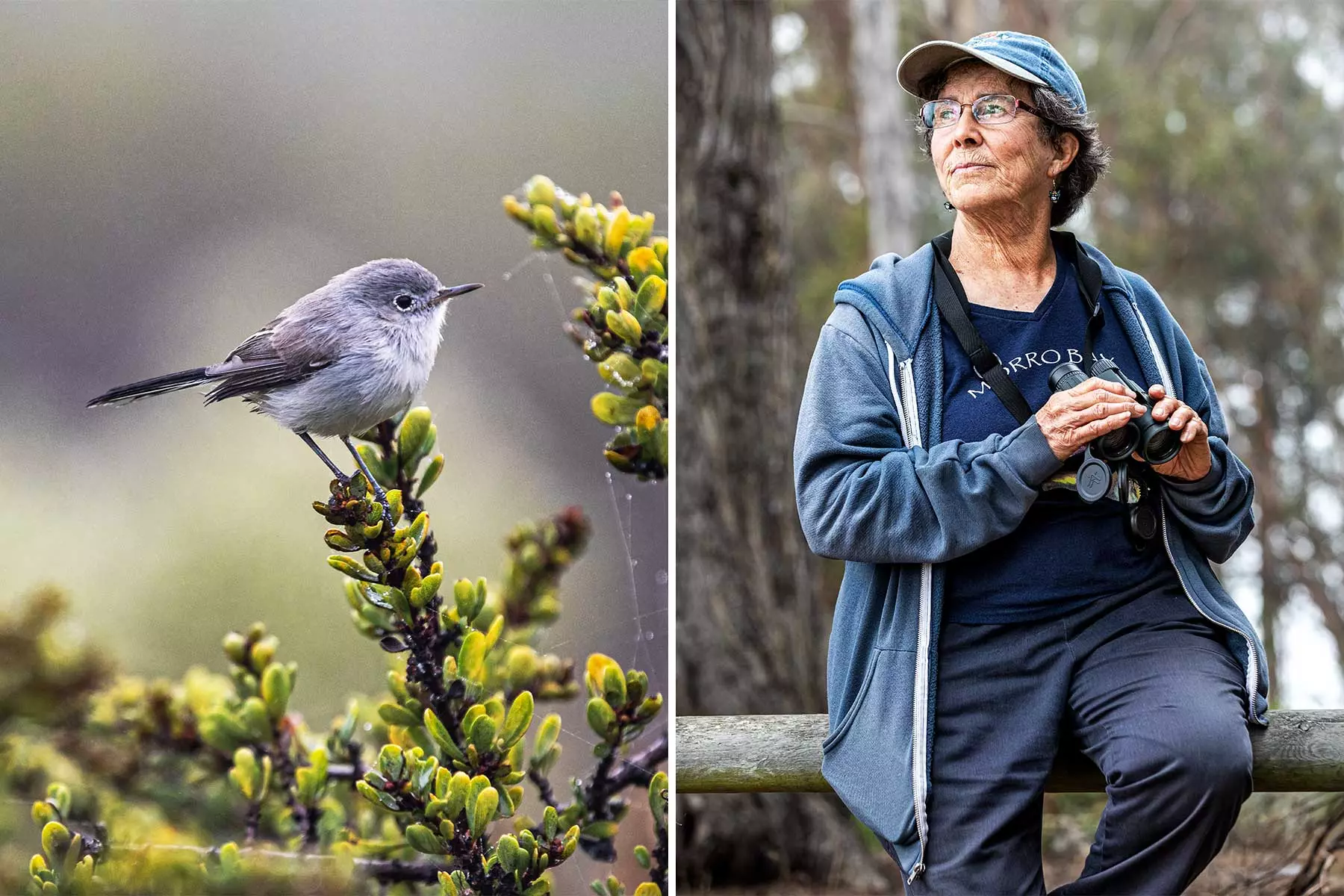 Zithunzi ziwiri zosonyeza mbalame ya gnatcatcher, ndi kalozera wazowonera mbalame, onse ku California