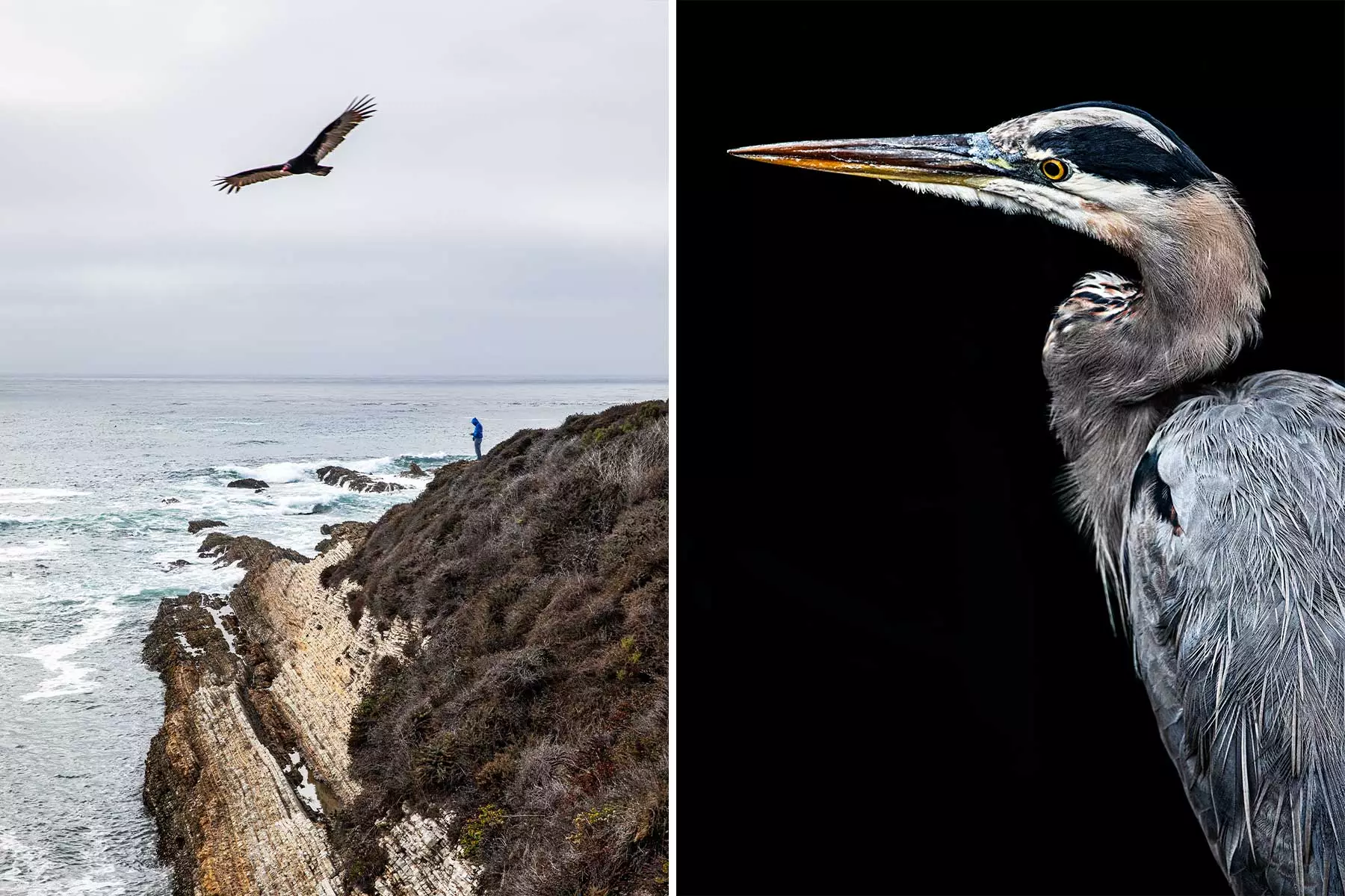 Tai anayeruka, na nguli mkubwa wa buluu, wote huko California