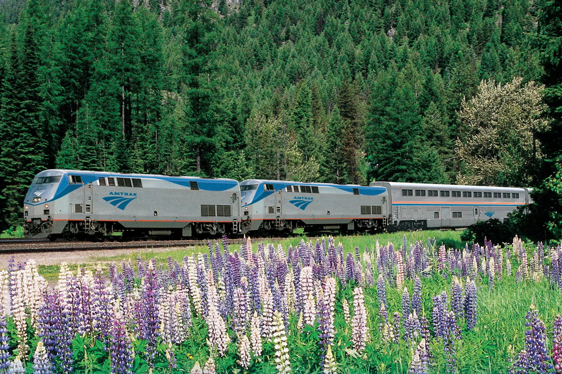 Ett långdistanståg från Amtrak färdas genom de frodiga skogarna och vildblommaängarna i Pacific Northwest