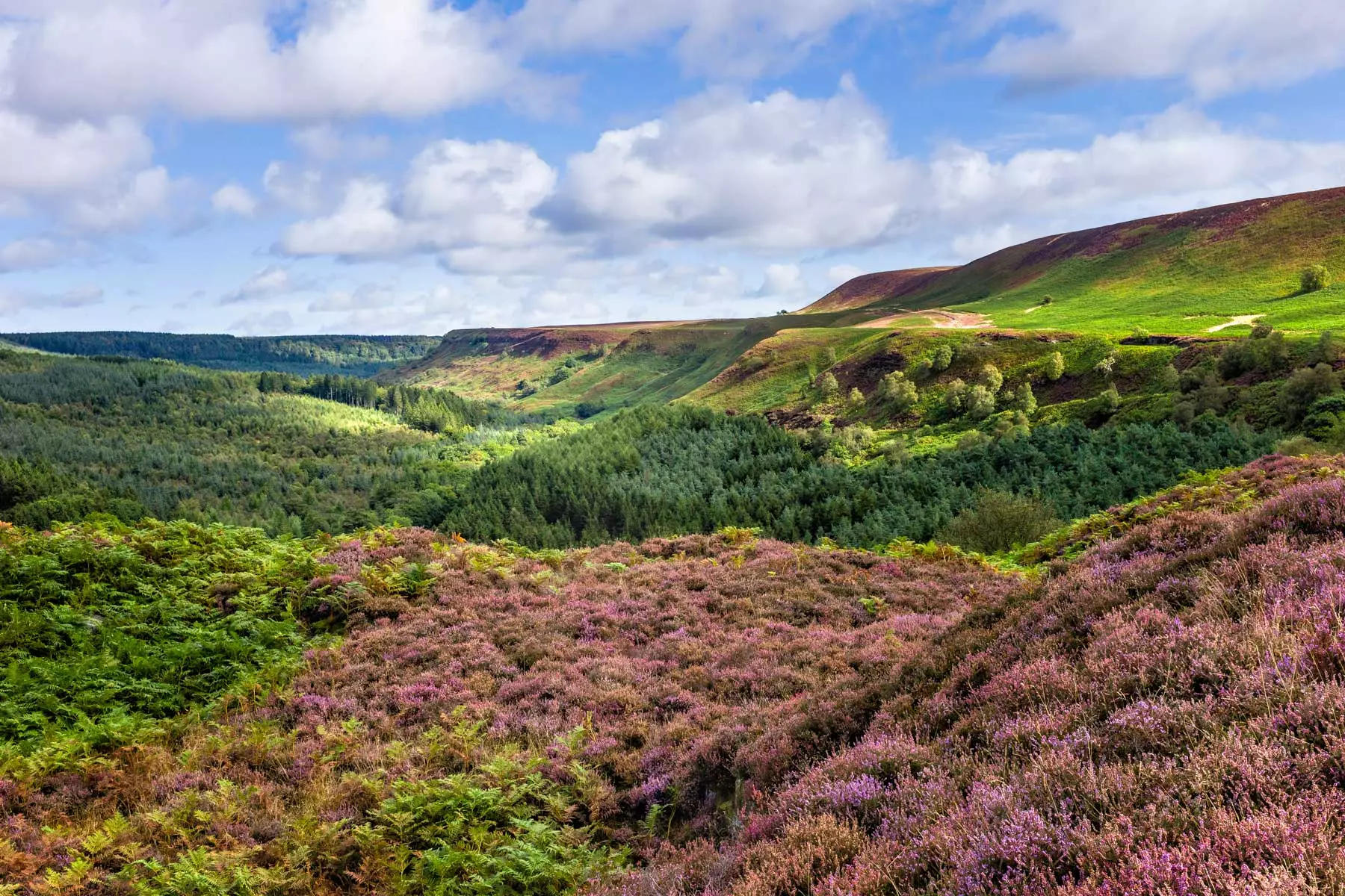 North York Moors neďaleko Levisham, Yorkshire, Spojené kráľovstvo