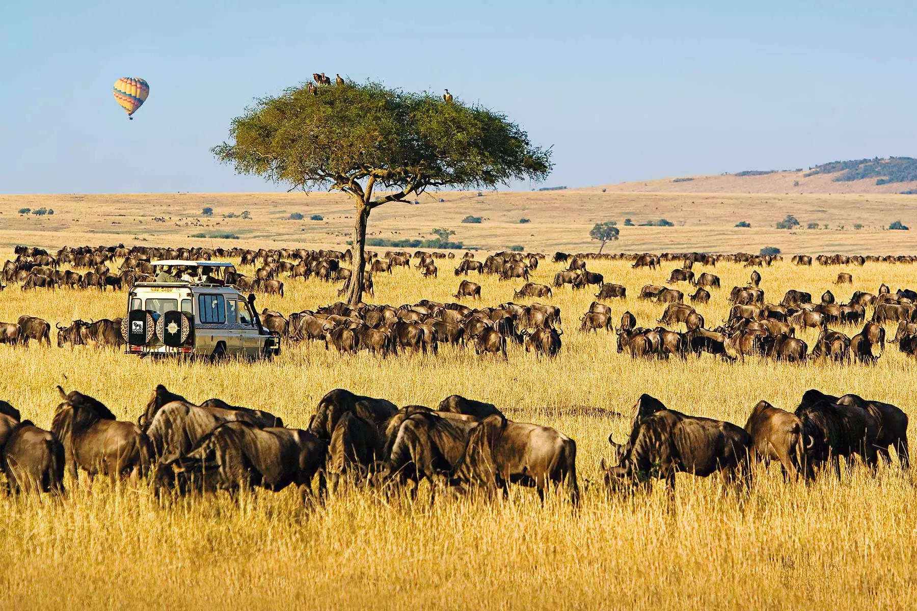Un jeep de safari stă în mijlocul gnuului într-un safari cu Micato Safaris, votat unul dintre cei mai buni organizatori de safari din lume