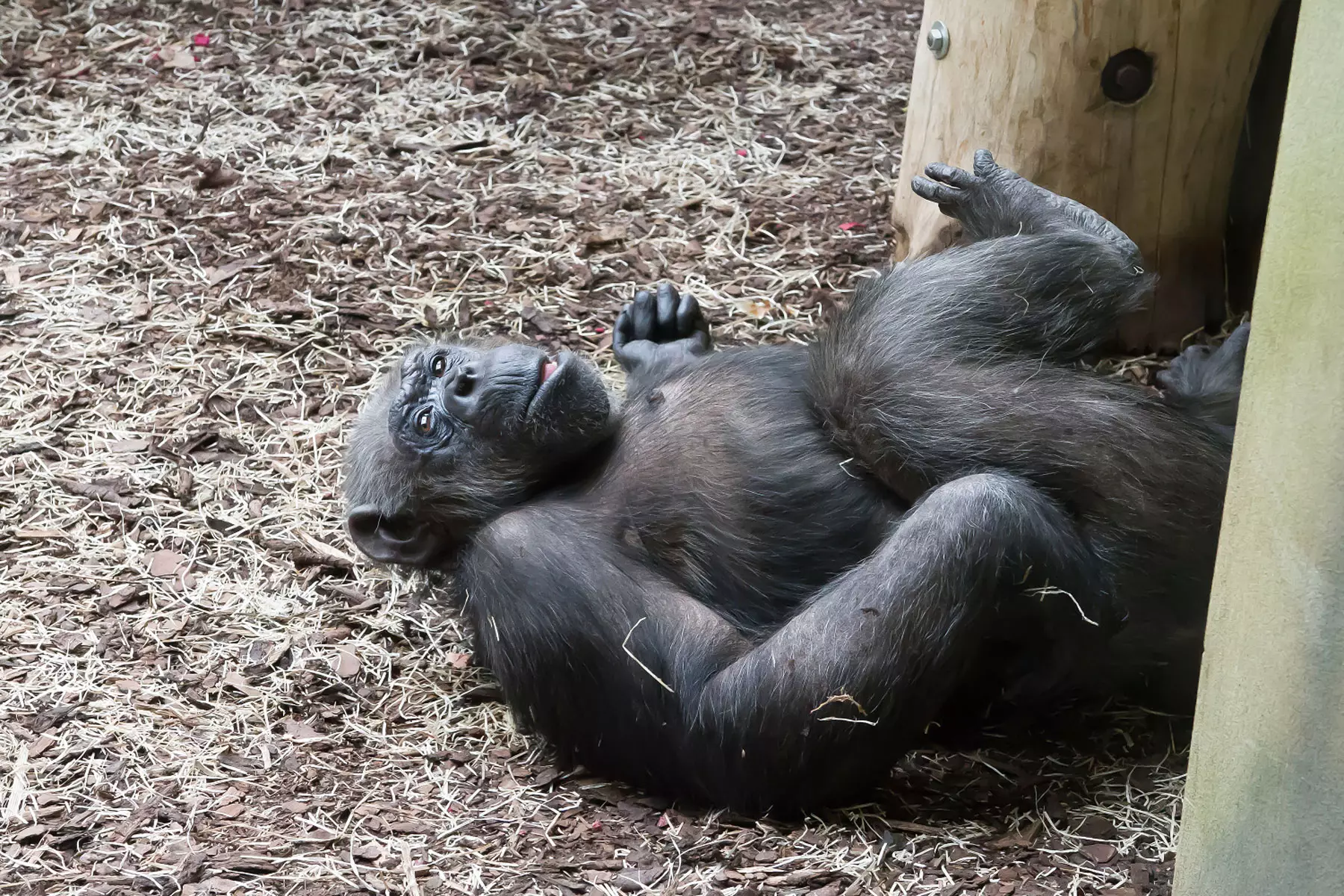 close-up van een chimpansee die op een speelafspraakje ligt