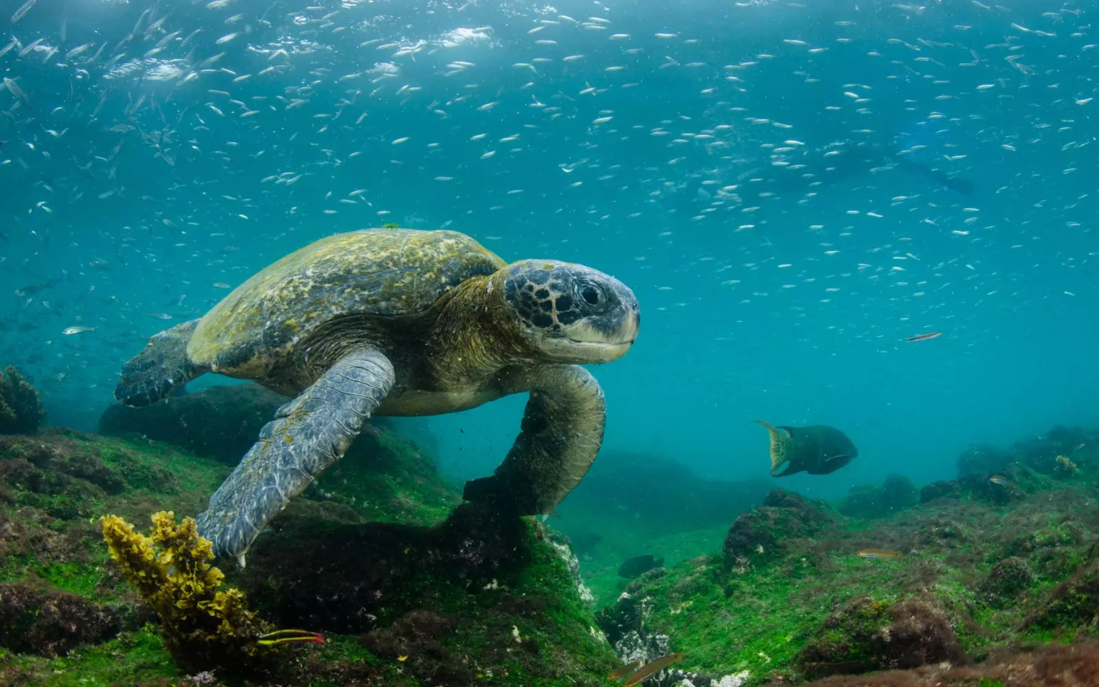 Klusā okeāna zaļais jūras bruņurupucis, Galapagu sala, Ekvadora