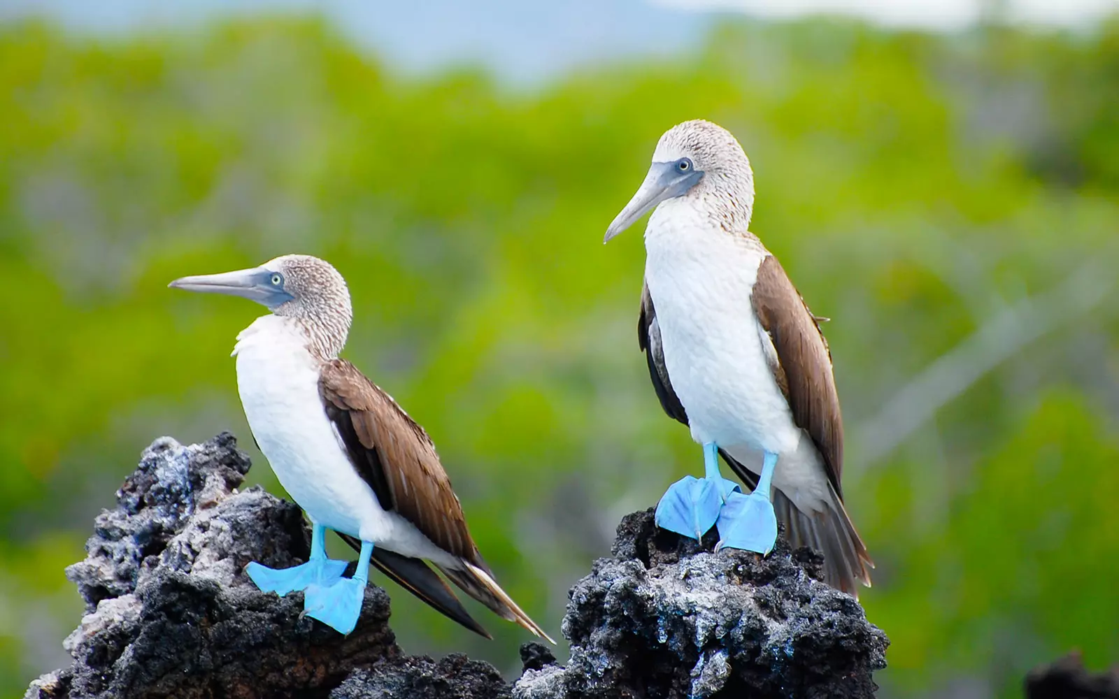 Blue Footed Boobies, Galapagose saared, Ecuador