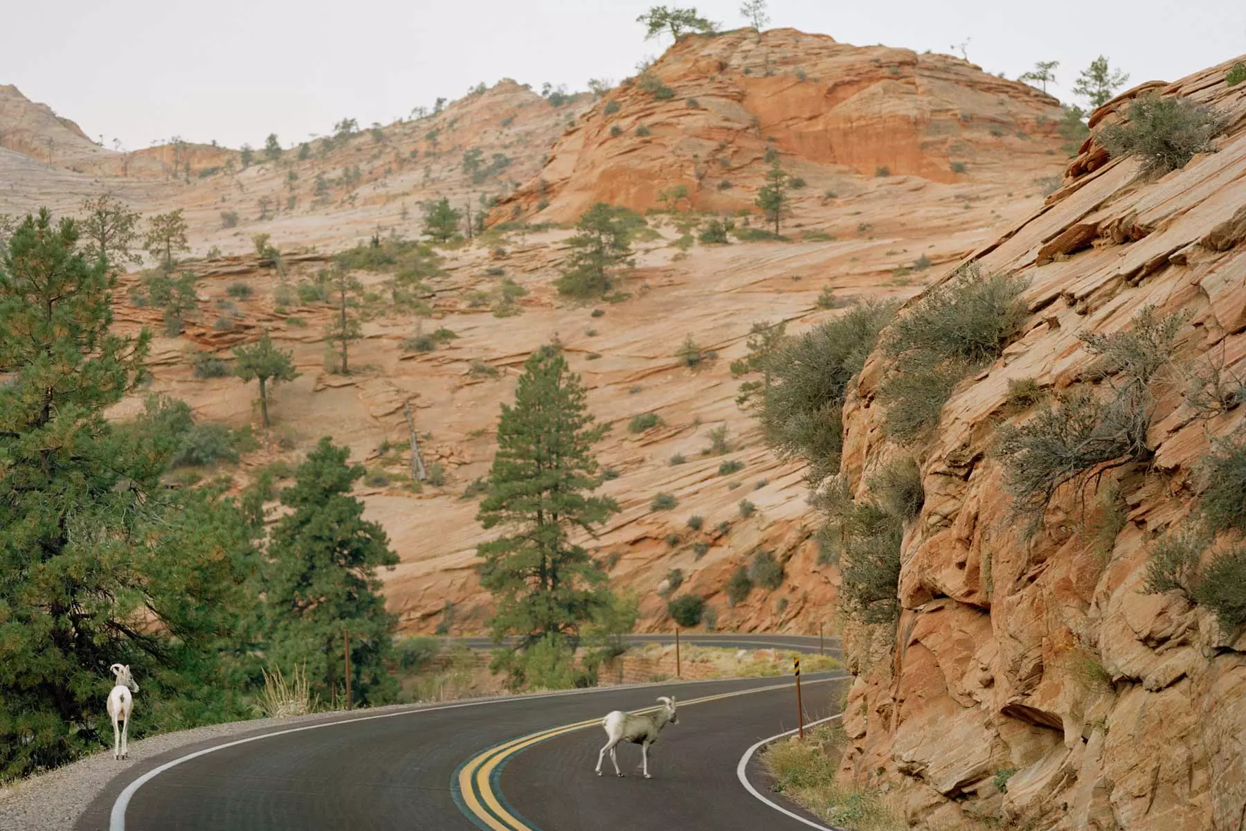 Dikhoornschapen die een weg oversteken in de buurt van Zion National Park