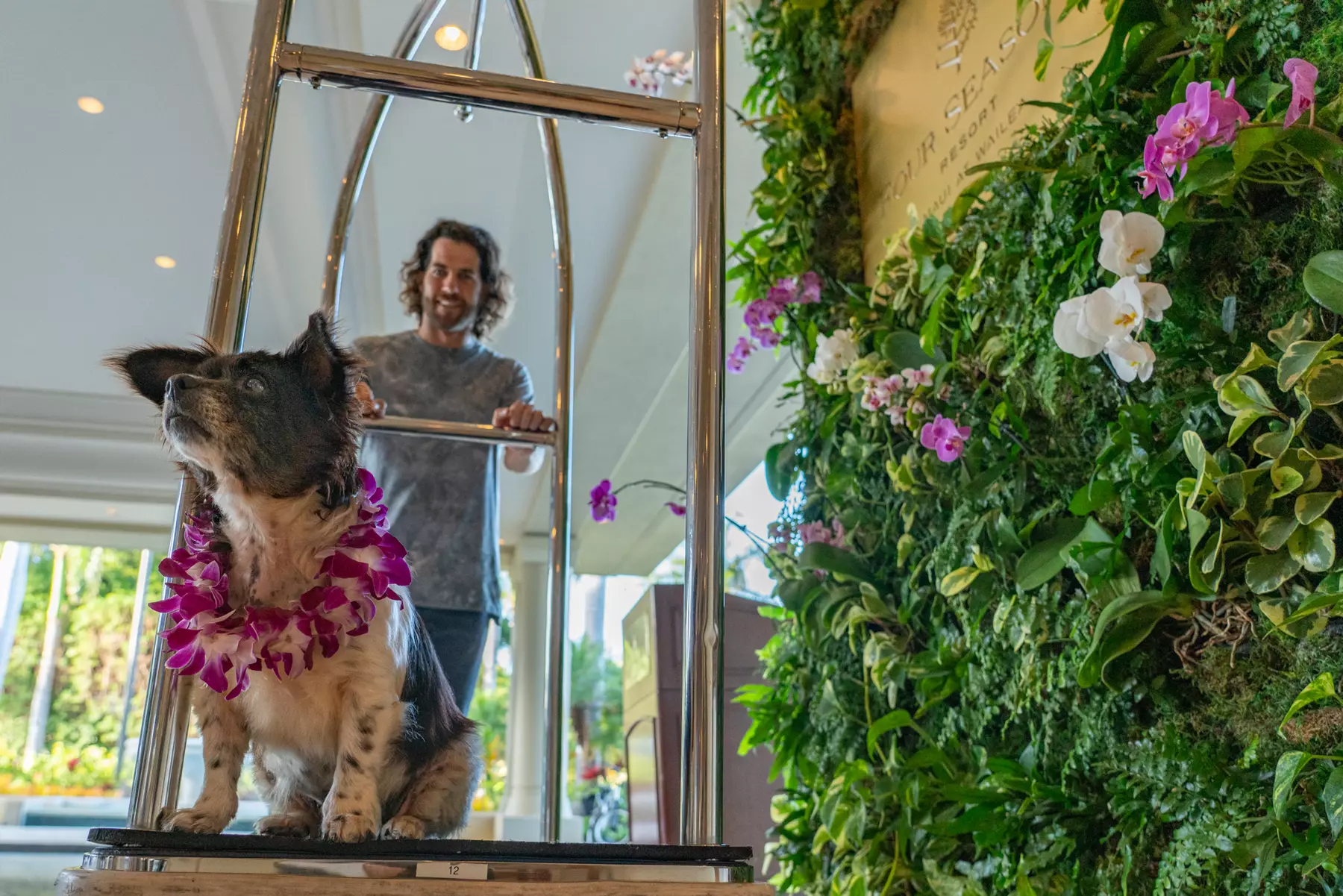 cão de abrigo em um hotel no Havaí