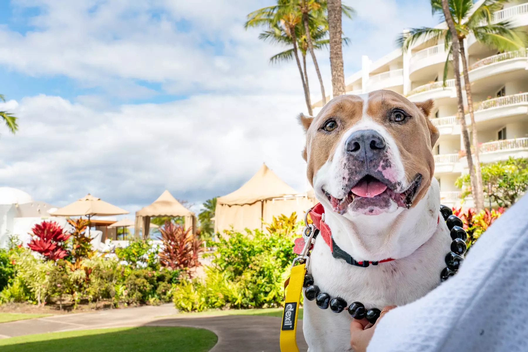 shelter dog sa Hawaii