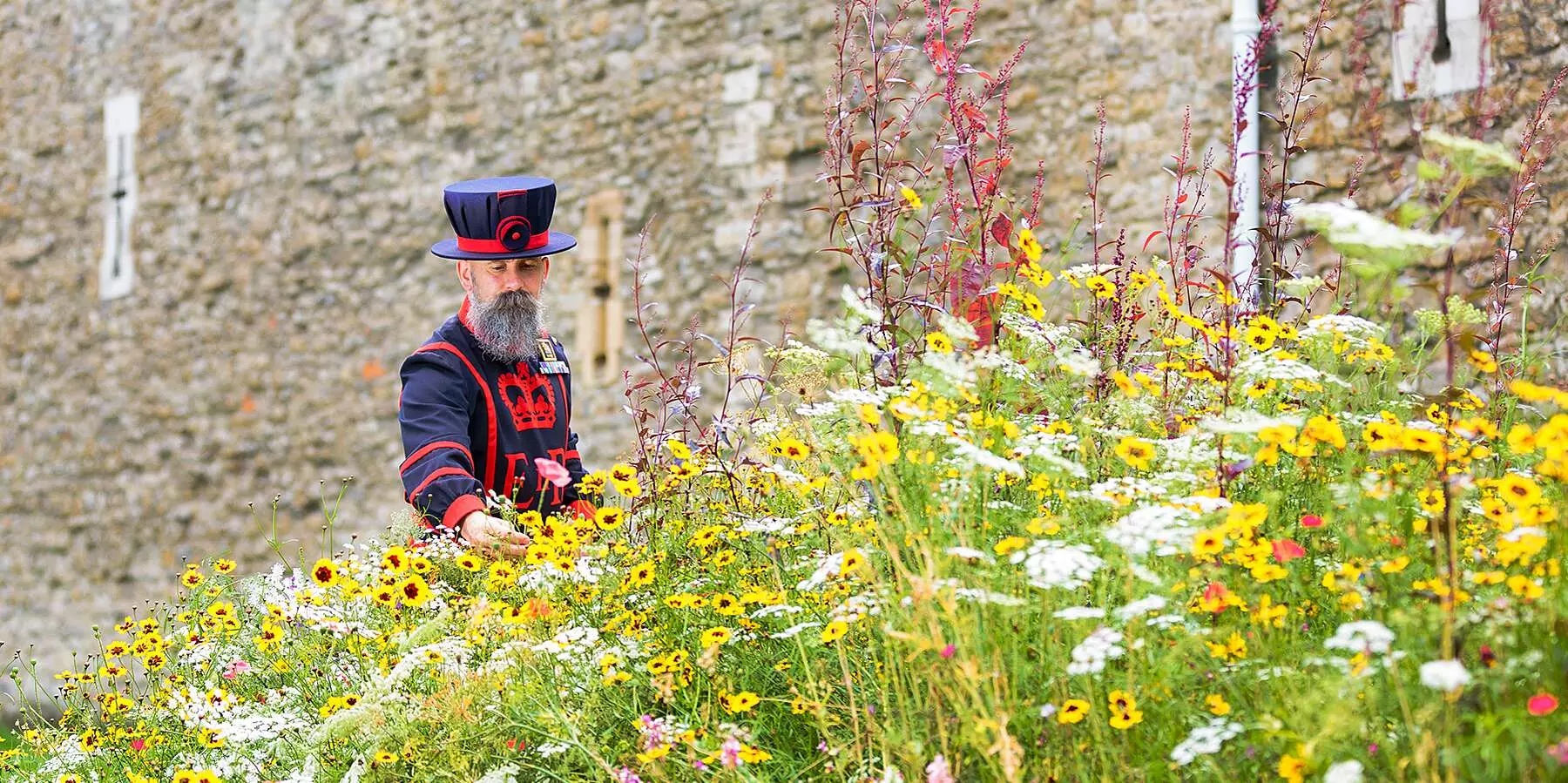 O foso da Torre de Londres florecerá pronto con 20 millóns de flores en homenaxe ao xubileo de platino da raíña