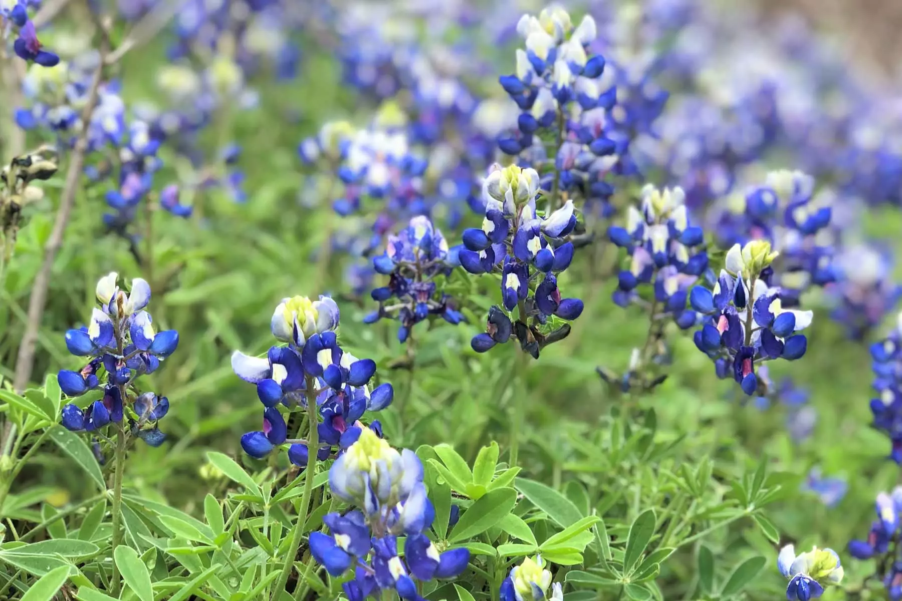 Bluebonnet jaialdia Miraval Austin Resort and Span