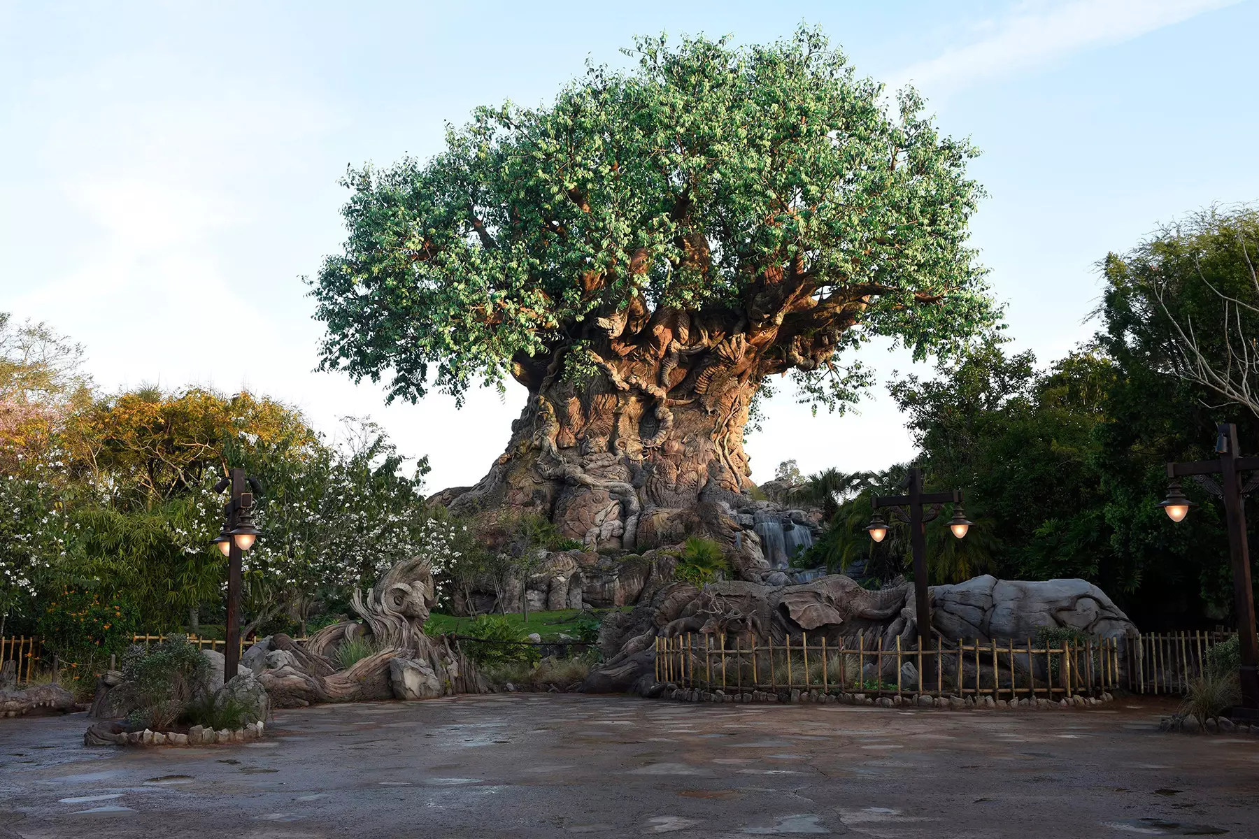 Disney's Animal Kingdom හි උද්‍යානයේ ප්‍රතිමූර්තිය වන Tree of Life නව මූලයන් වර්ධනය වී ඇත.