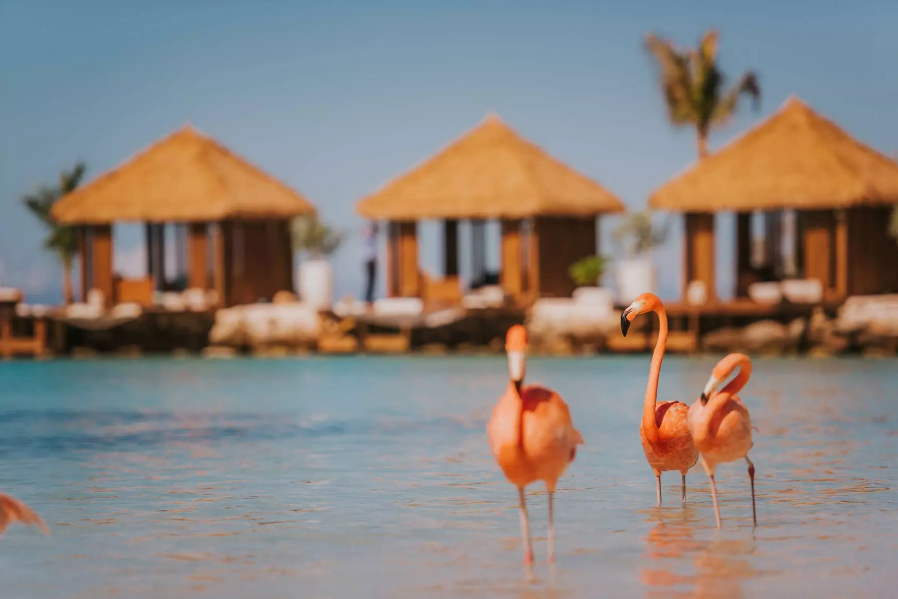 Flamingos ໃນນ້ໍາທີ່ Renaissance Aruba Resort & Casino