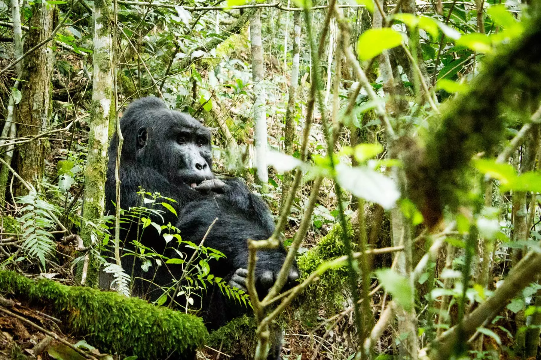 Gorila de montaña en el Parque Nacional del Bosque Impenetrable de Bwindi, Uganda, África