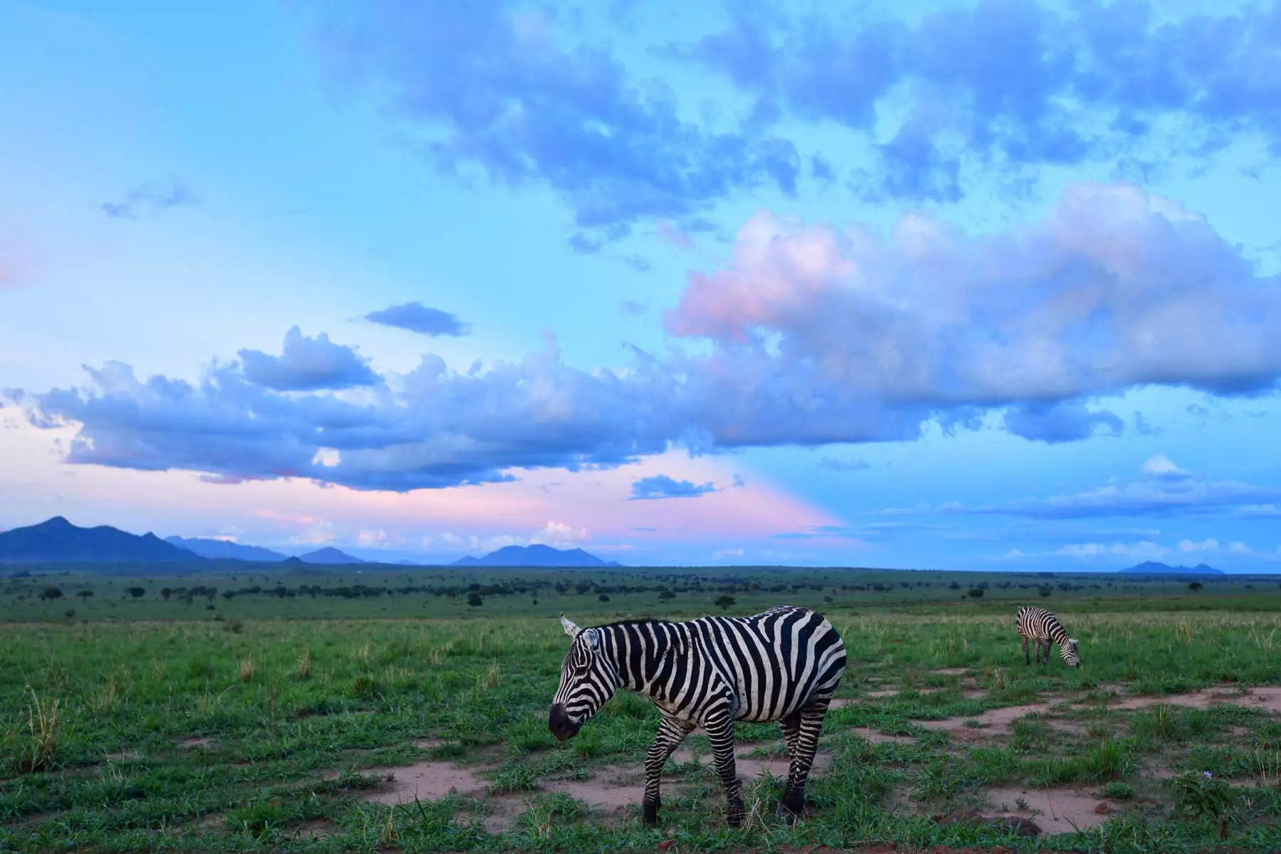 Sonnenuntergang über der Savanne mit Burchell-Zebra