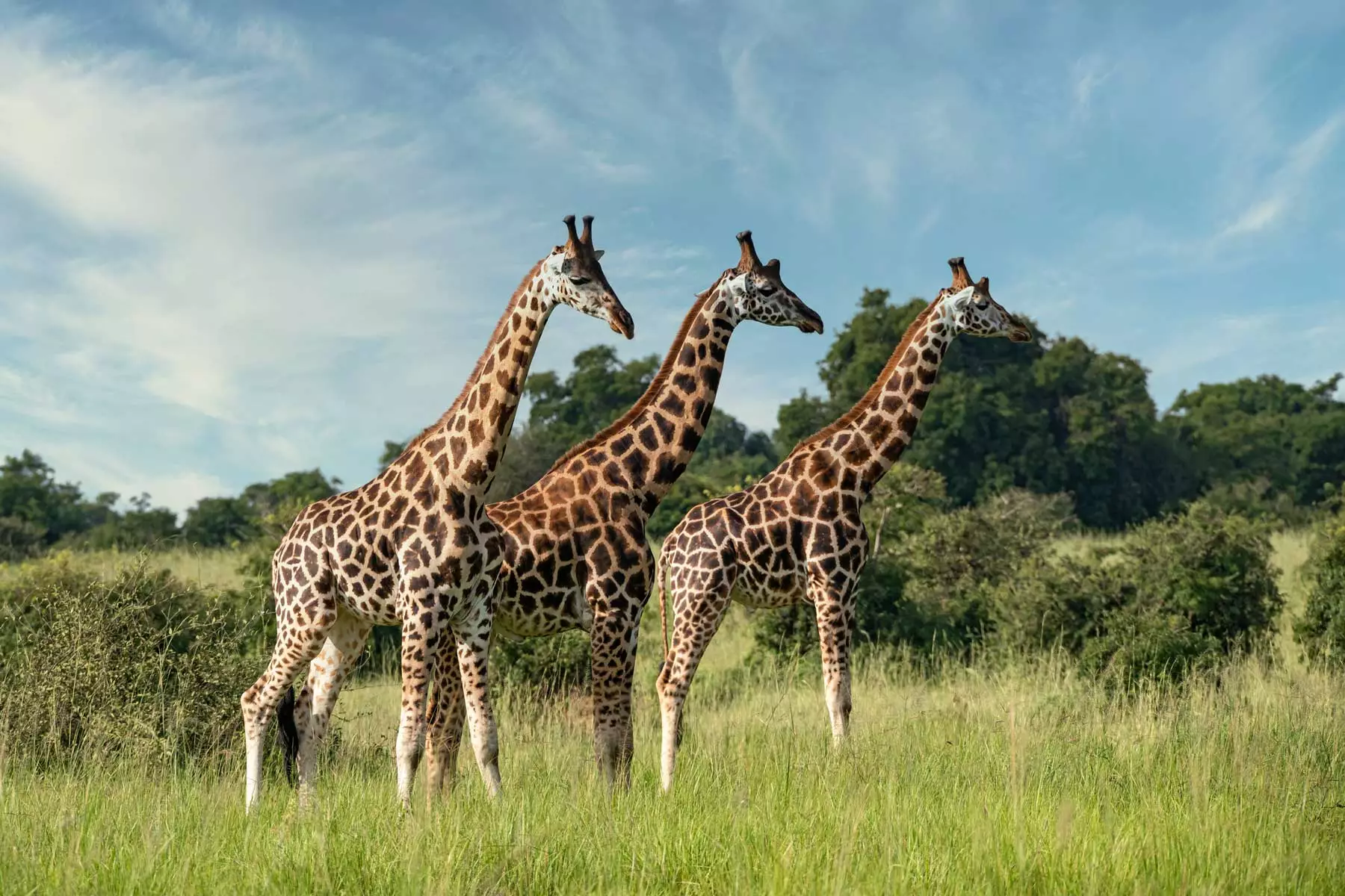 Tre giraffe di Rothschild nell'Uganda settentrionale