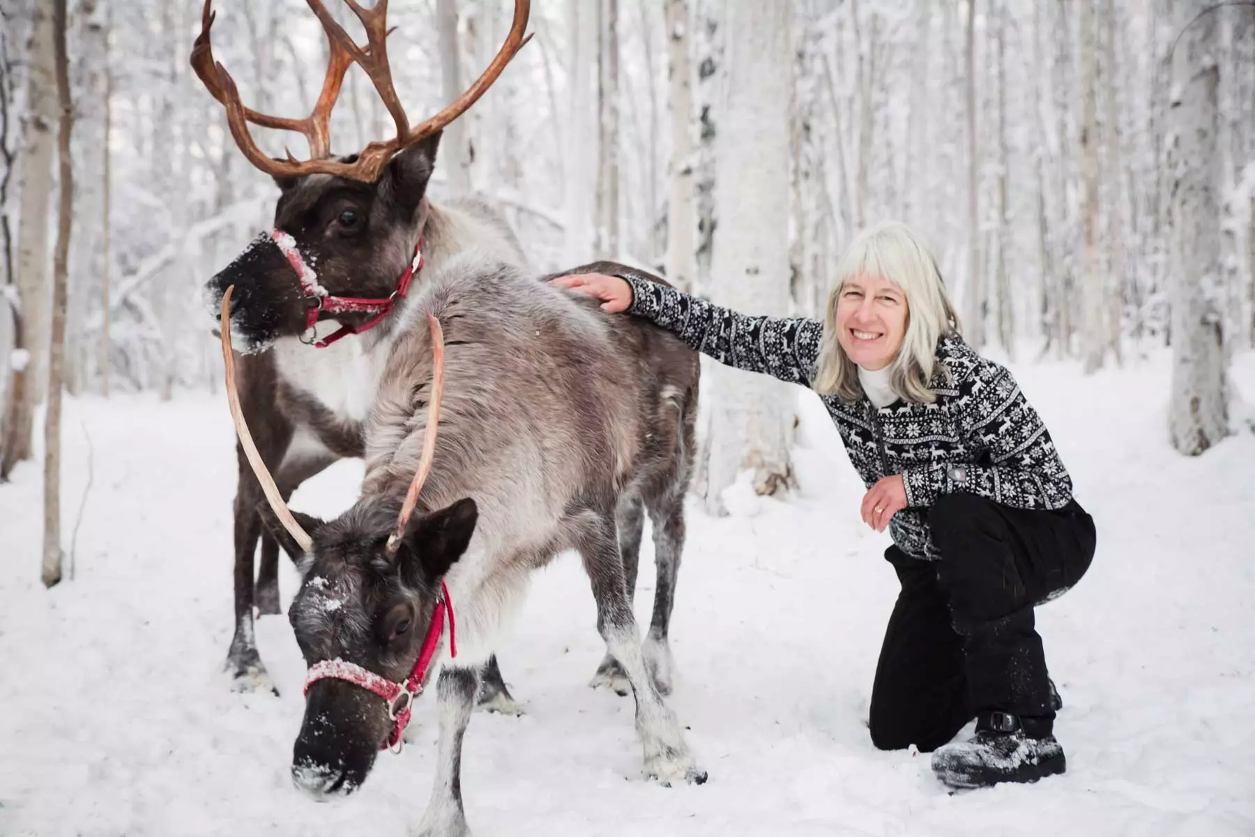 Иҷроиши Reindeer Ranch дар Аляска, сайру гашт ва йога бо бугуҳо