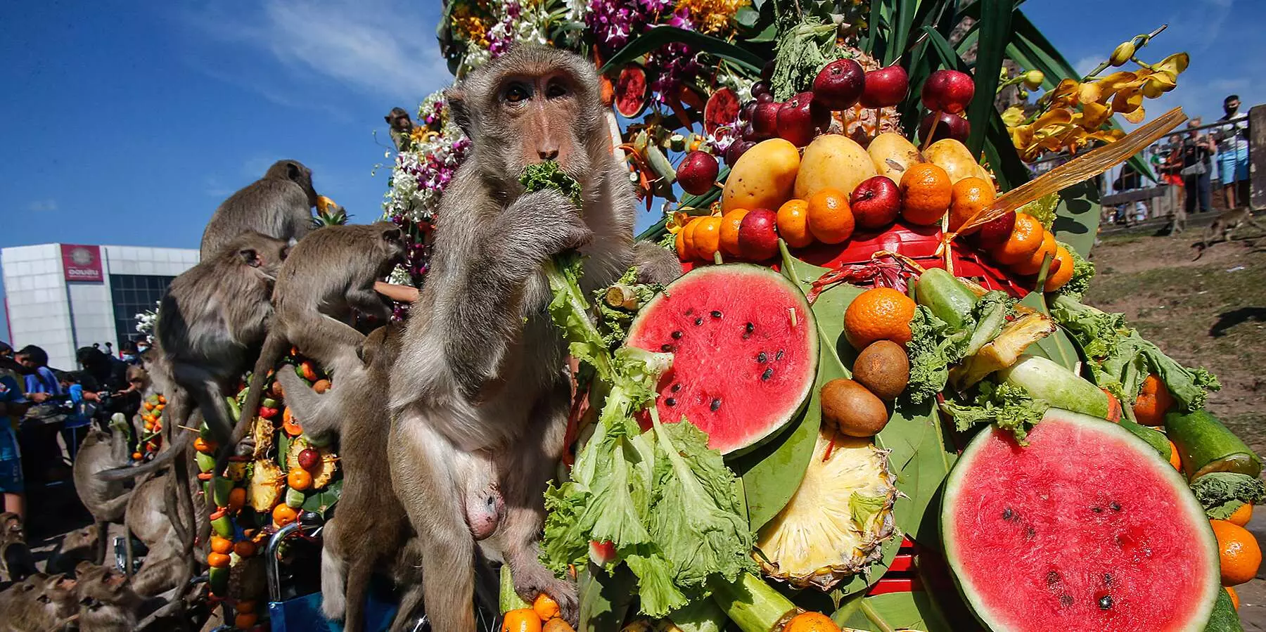 Festival da Tailândia homenageando o retorno de seus macacos, dando as boas-vindas aos turistas