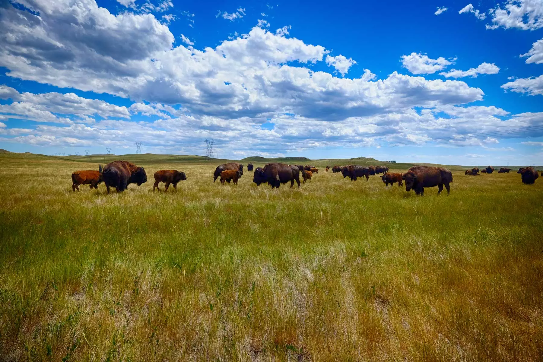 Buffalo a kan Prarie a Wyoming