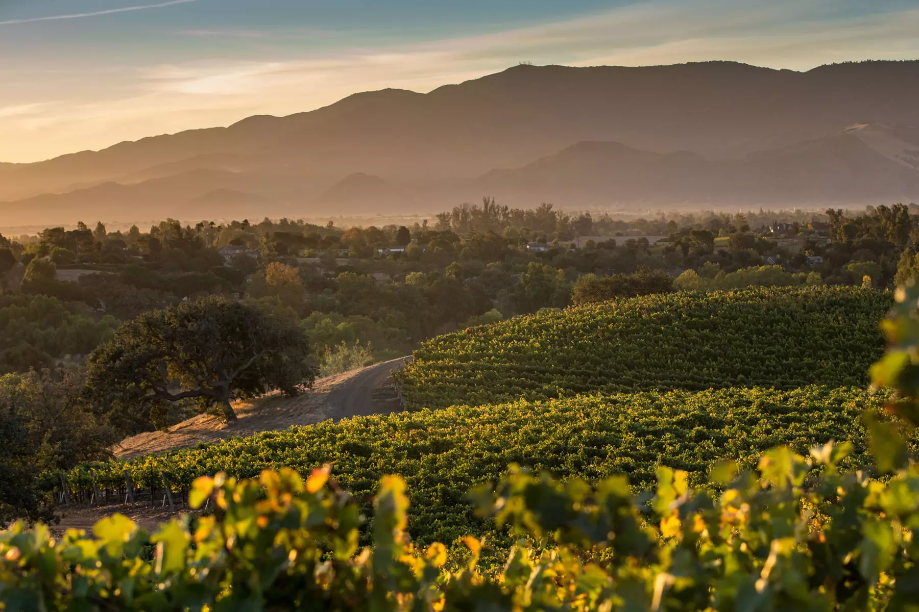 Herfs arriveer in Santa Barbara Wine Country, ook bekend as Santa Ynez Valley, Kalifornië