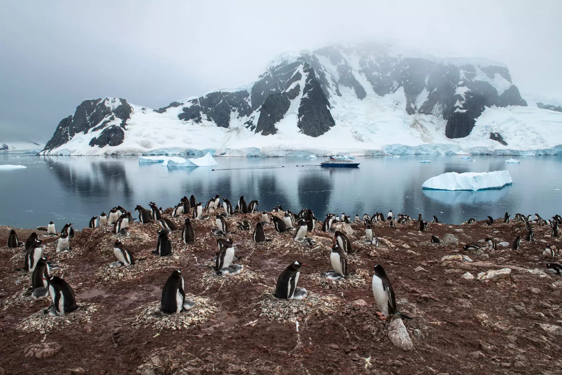 Pinguin dina gawir di Danco Island, Errera Channel, Graham Land, Antartika Peninsula, Antartika