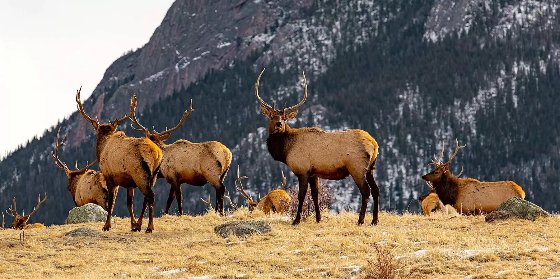 Se on "Elktober" Coloradossa - Näin juhlitaan ja havaitaan joitain eläimiä