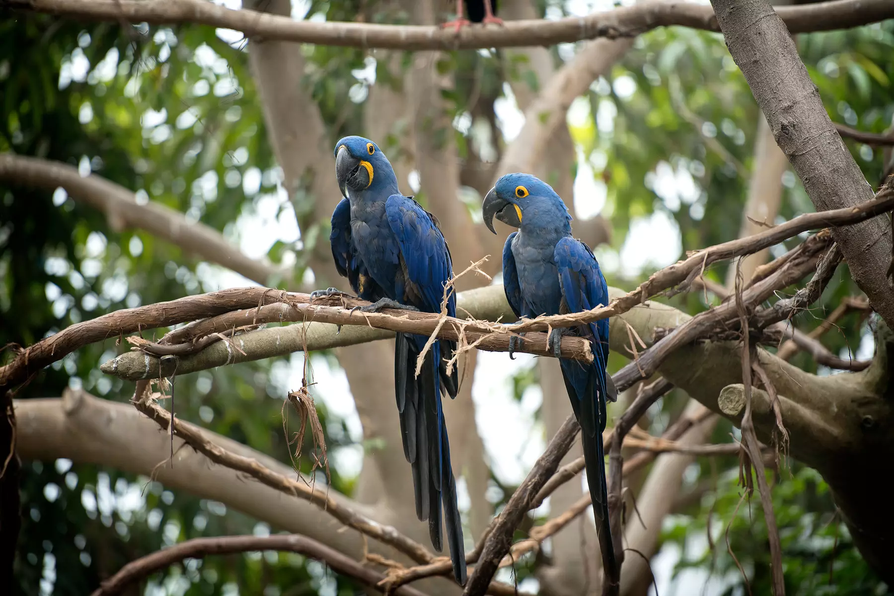 นกสีฟ้าสองตัวที่มีจงอยปากสีเหลืองที่ National Aviary ใน Pittsburgh