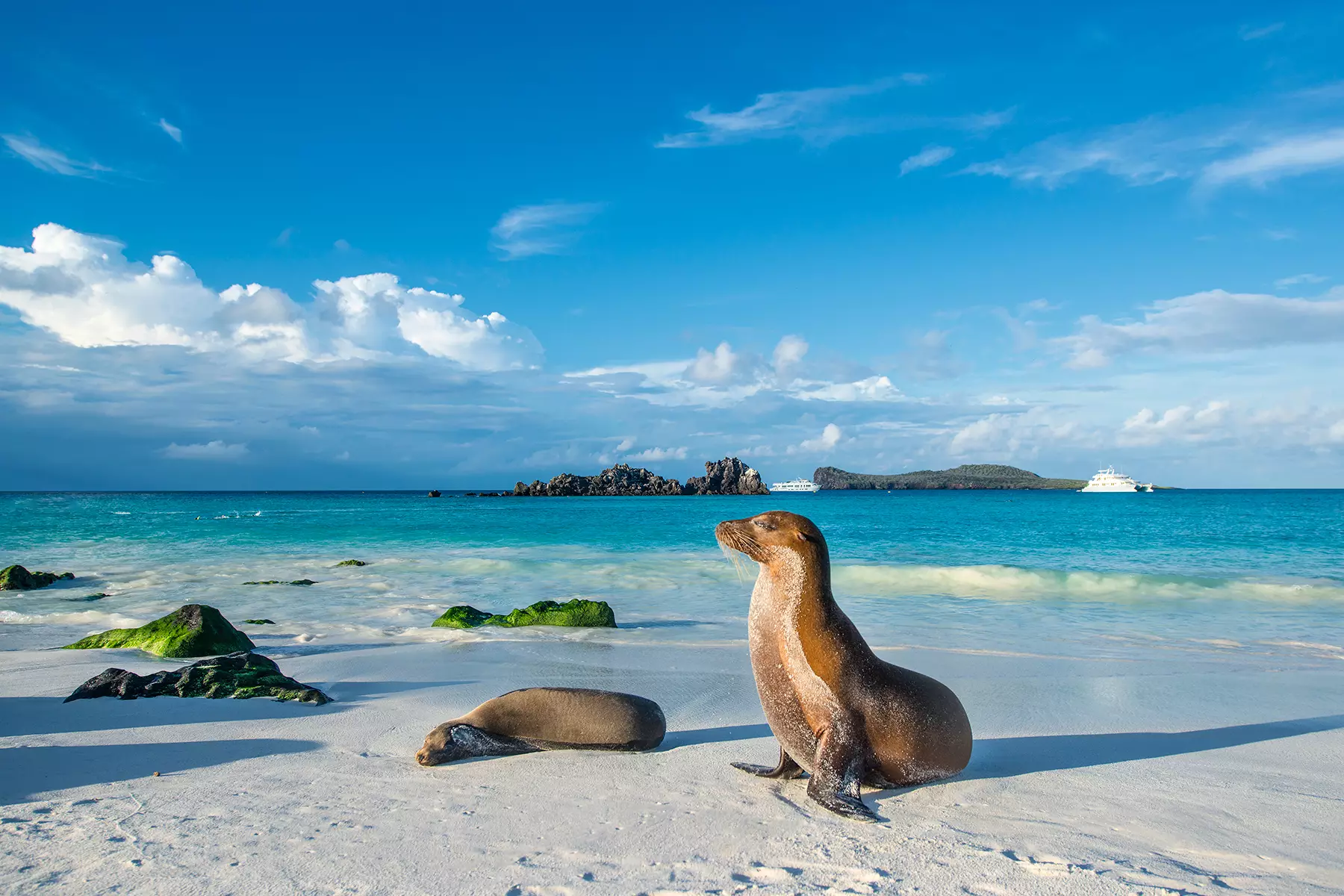 Şêrê deryayê Galapagos li peravê girava Espanola