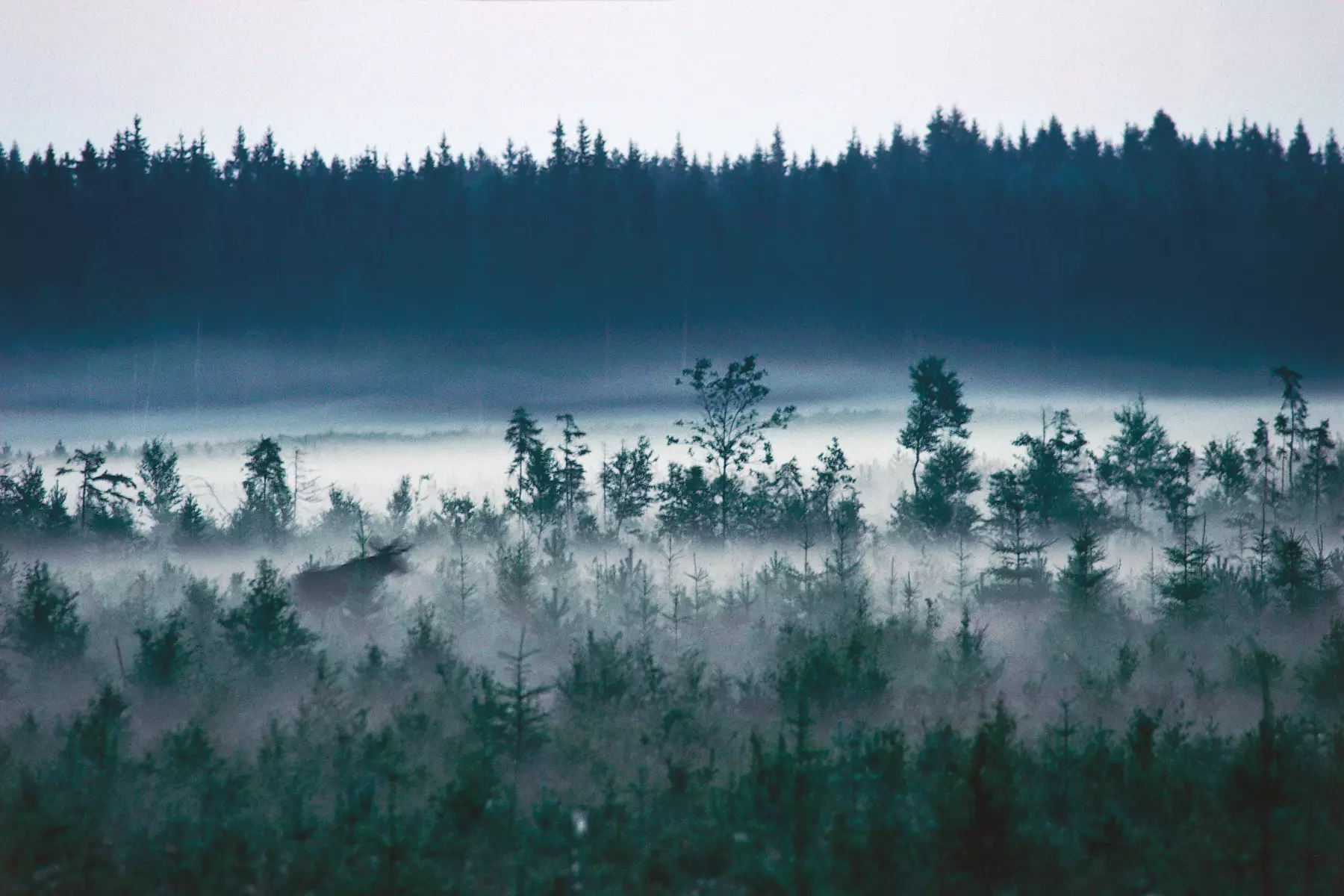 Pemandangan berkabut dan puncak pohon di Swedia dengan rusa kabur yang bergerak melintasi cakrawala