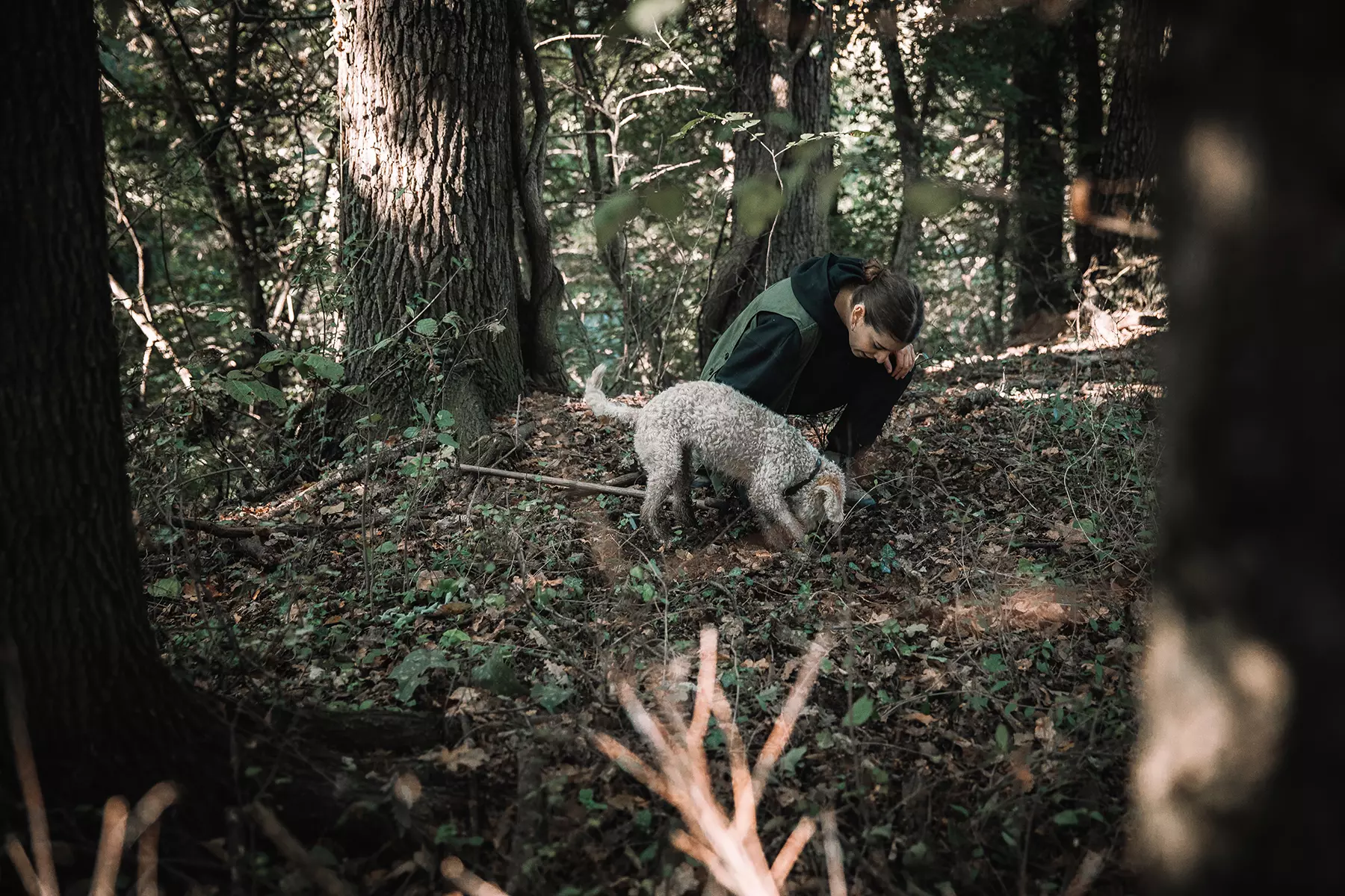 Isang truffle hunting dog sa Casa di Langa