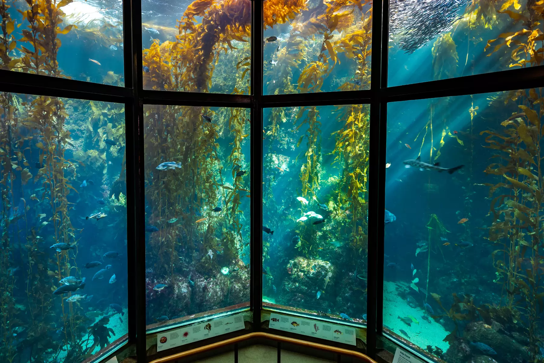 Exposició de Kelp Forest de l'aquari de la badia de Monterey