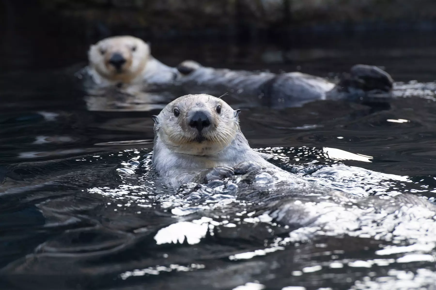 E lua sea otters o tilotilo i le mea pueata i le New York Aquarium