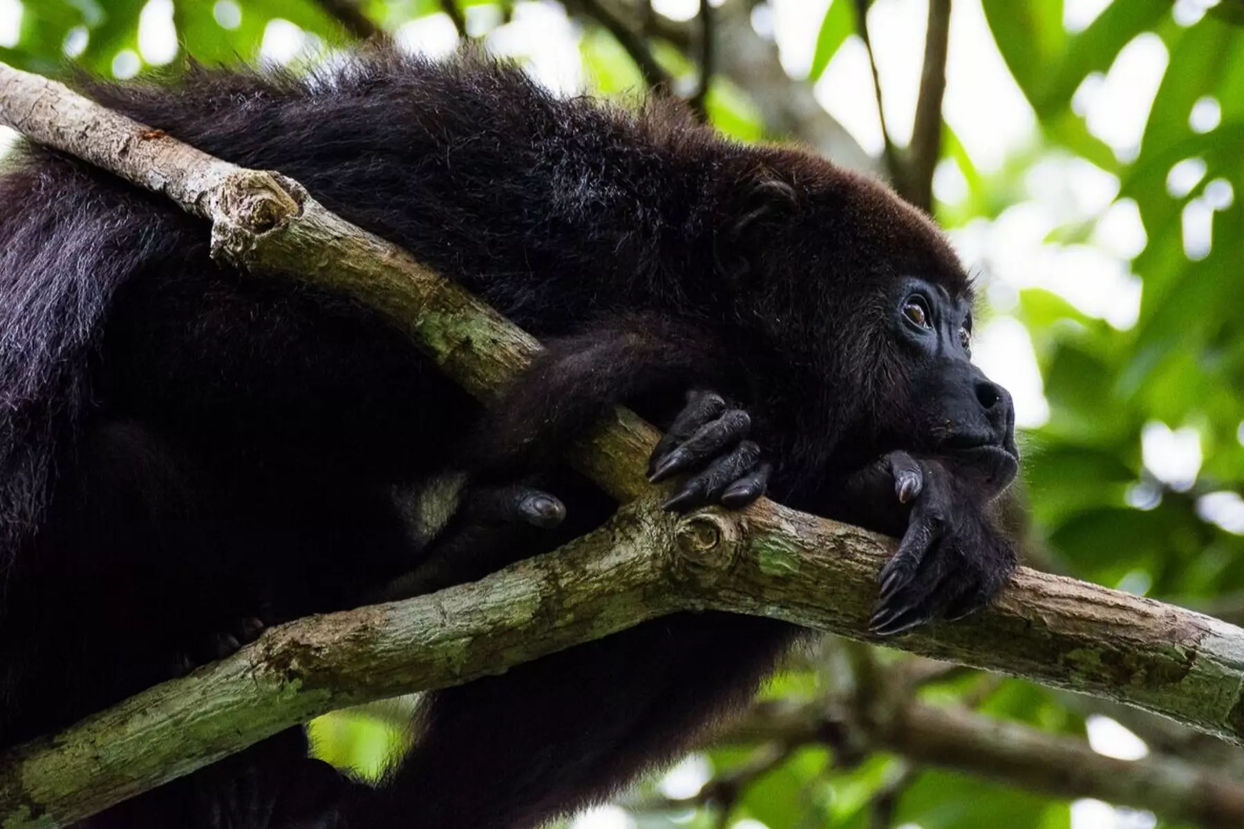 howler monkey