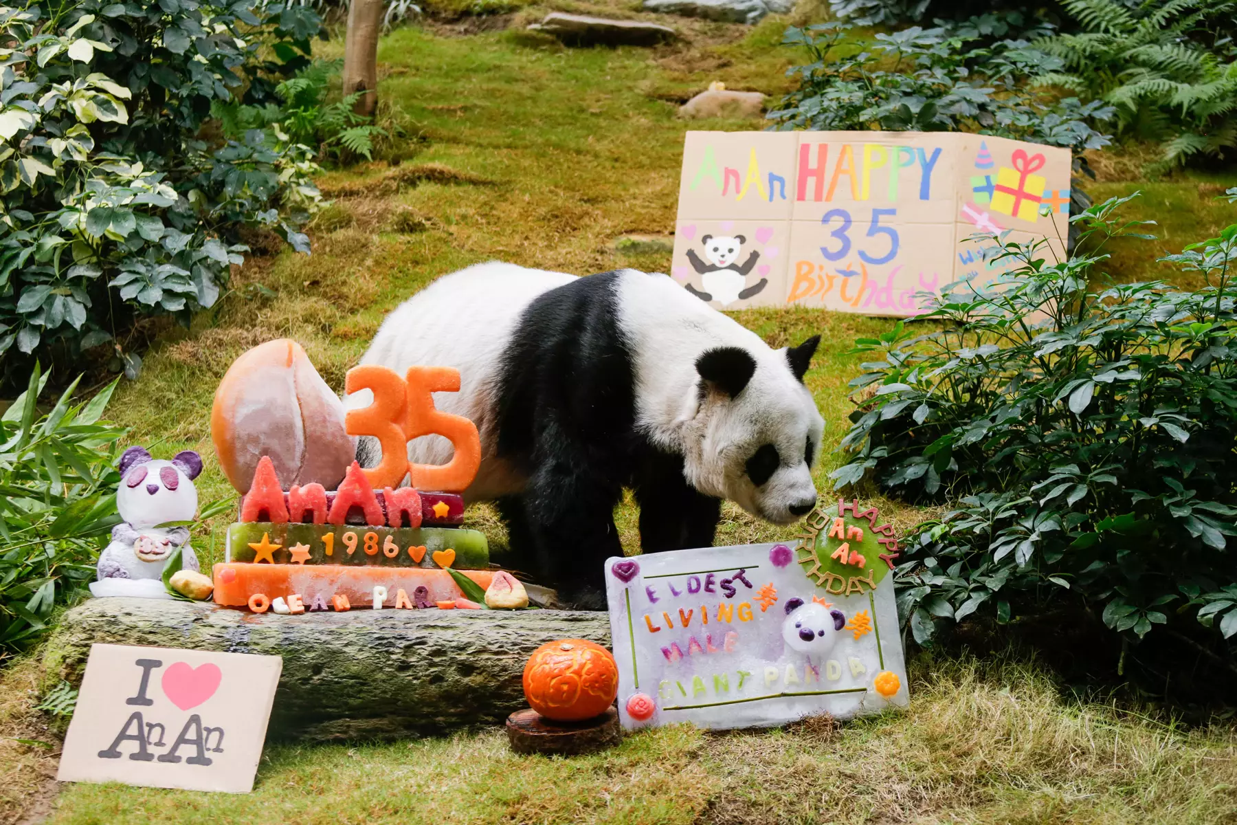 Giganta pando, An An, festas 35-an naskiĝtagon en la Oceana Parko de Honkongo