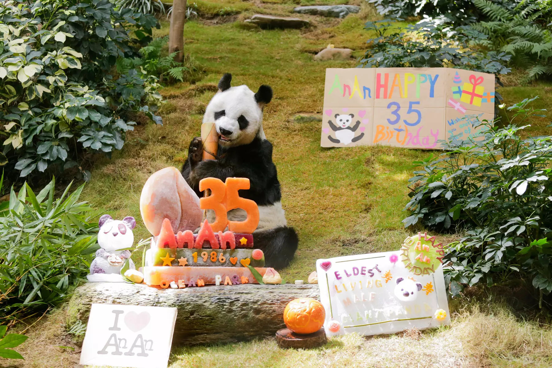 Panda raksasa, An An, ngagungkeun ulang taun ka-35 di Taman Samudra Hong Kong